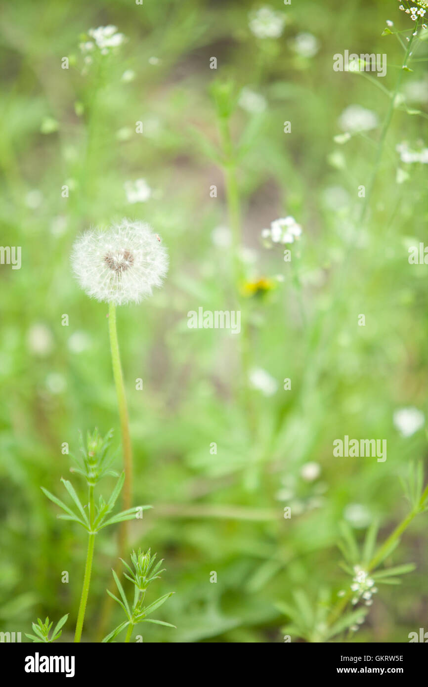 Macro video fluffy white dandelion hi-res stock photography and images ...