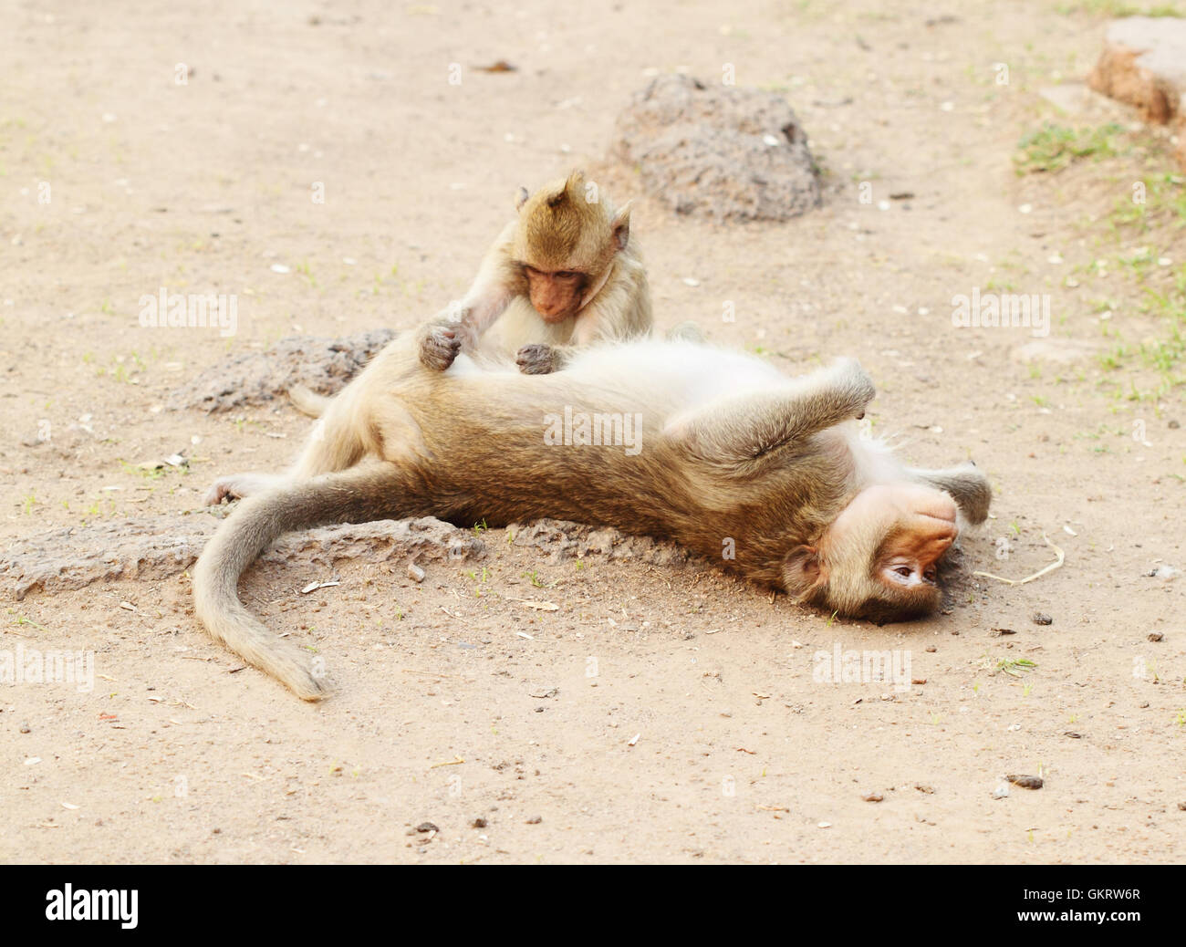 two monkey resting Stock Photo - Alamy