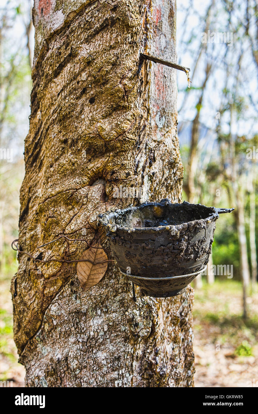 Rubber extraction hi-res stock photography and images - Alamy