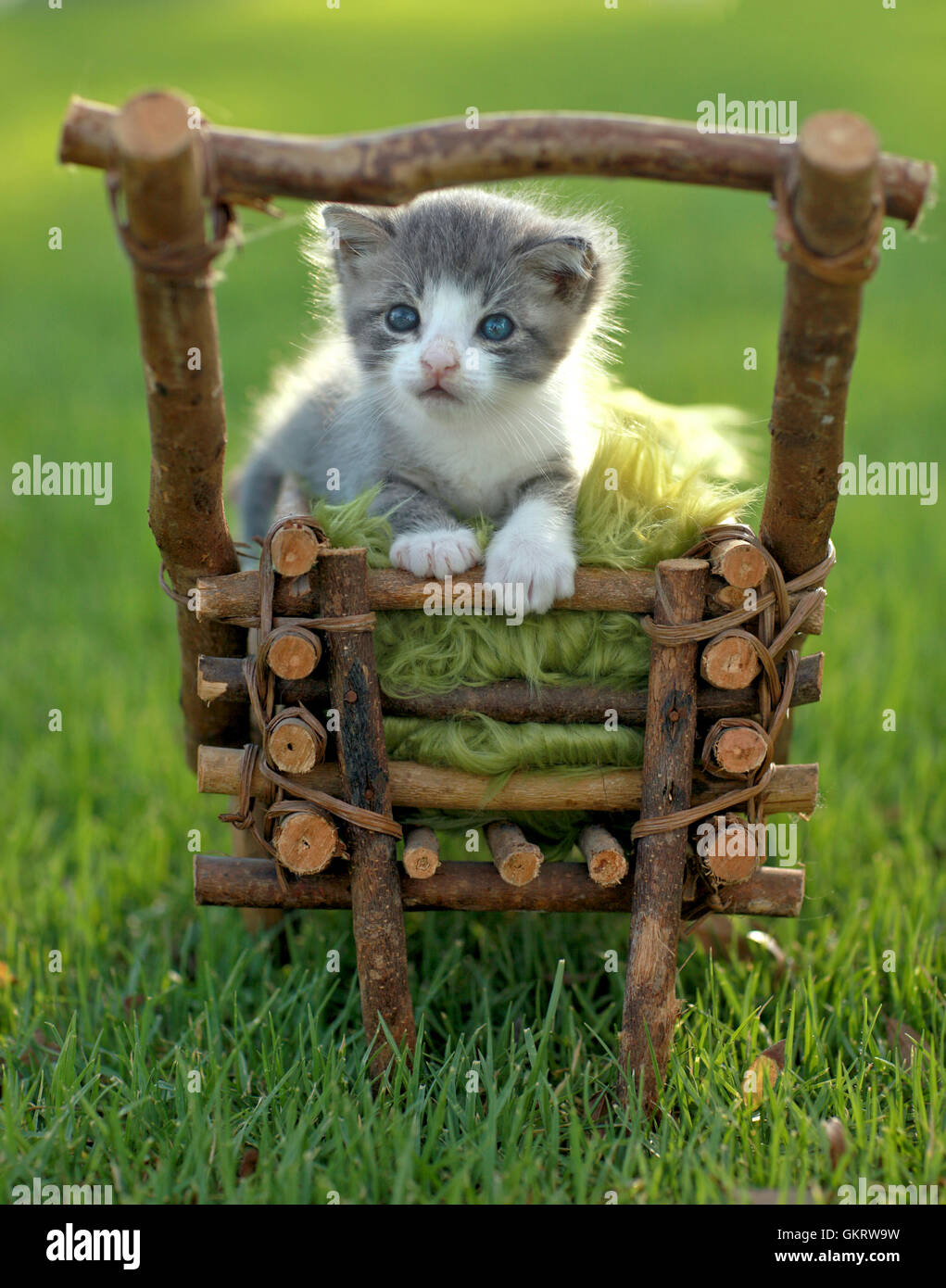 Baby Kitten Outdoors in Grass Stock Photo - Alamy