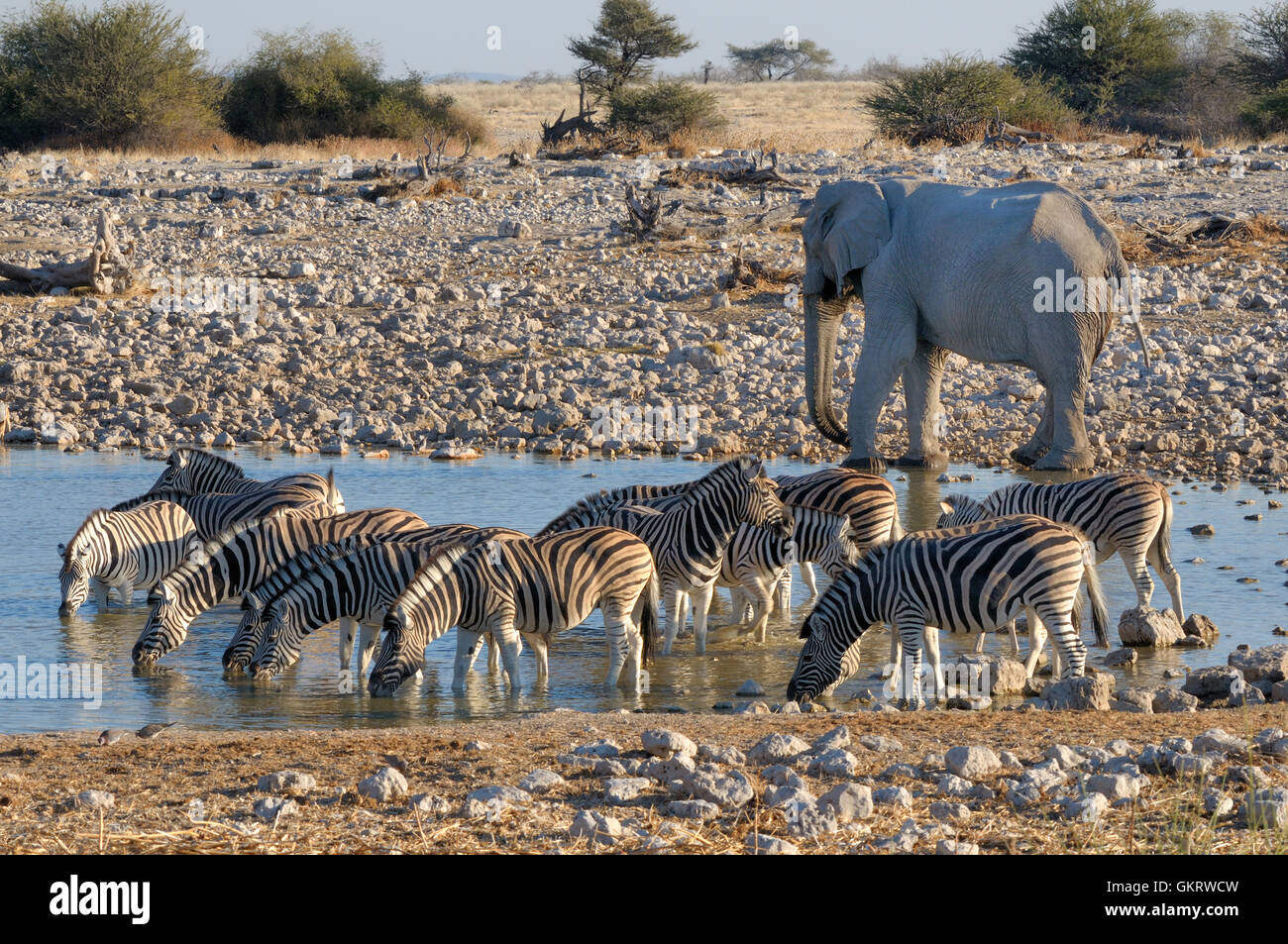 Elephant and zebras Stock Photo - Alamy