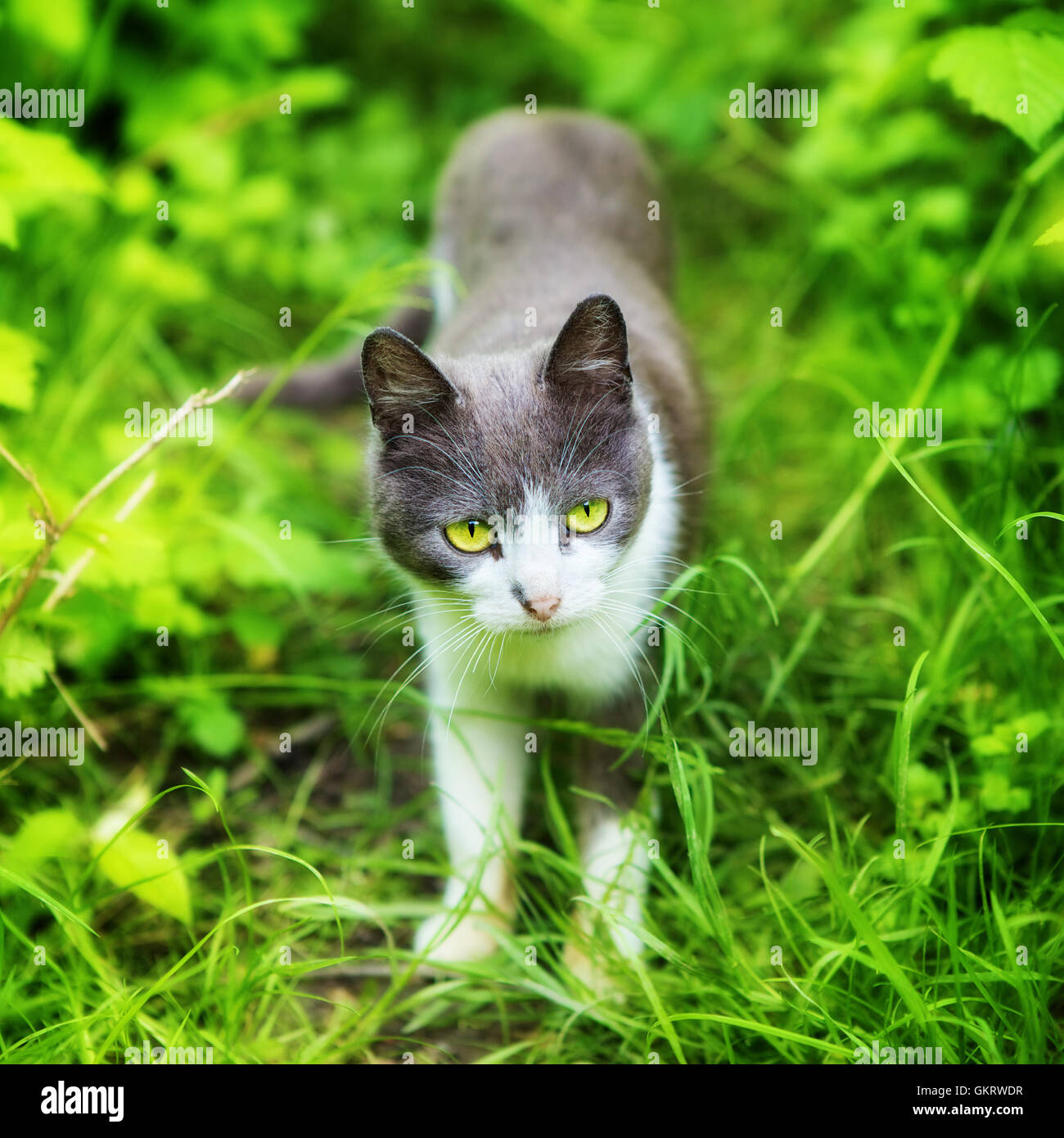 Cat in Grass Stock Photo - Alamy
