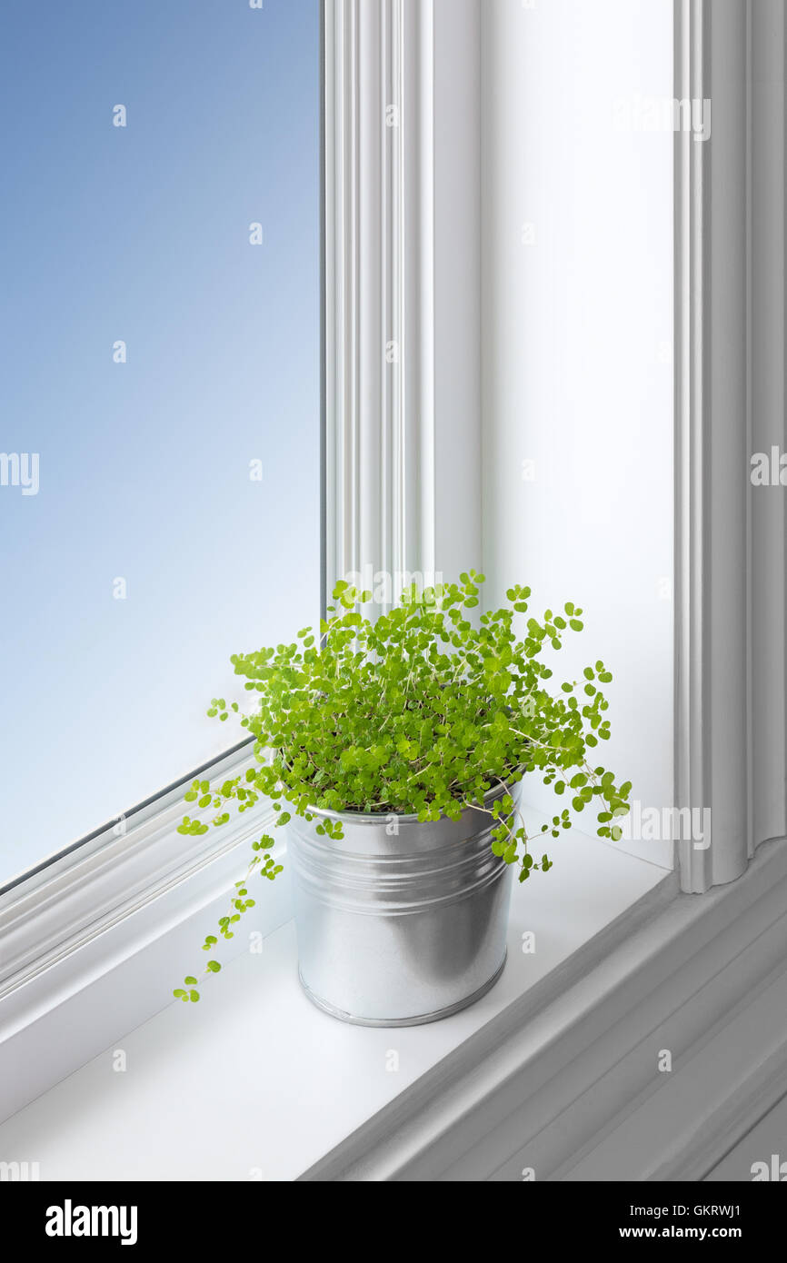 Green plant on a window sill Stock Photo - Alamy