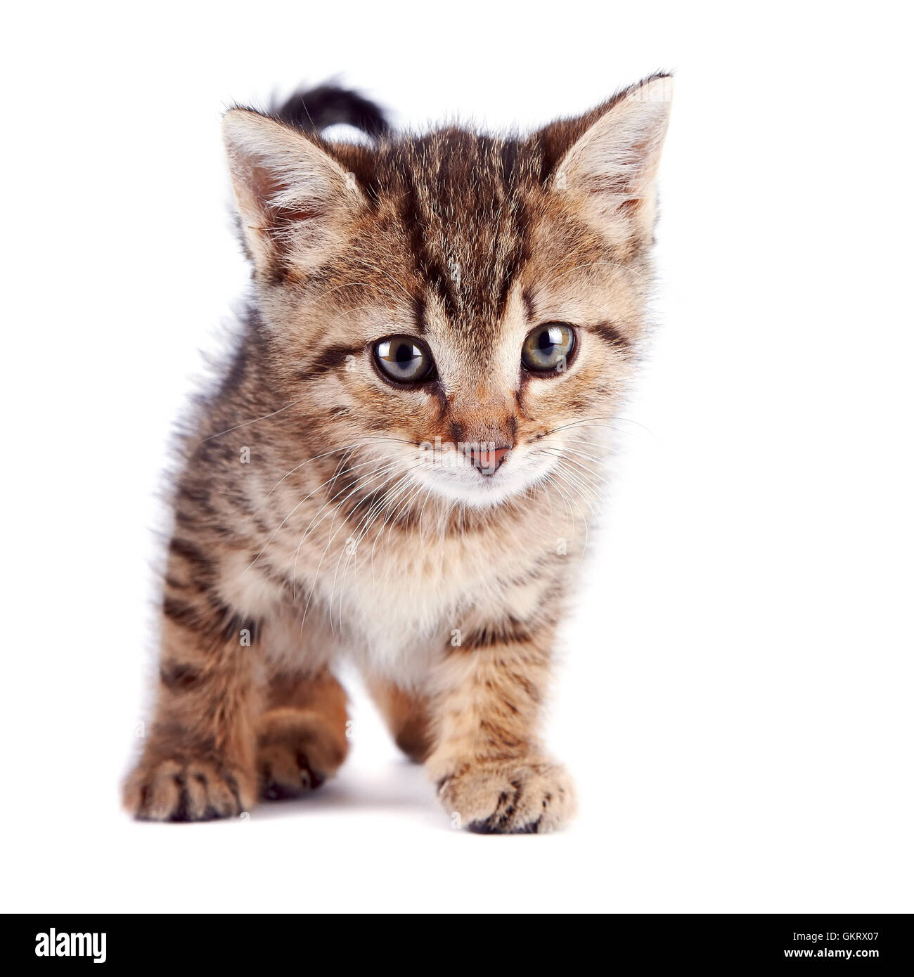 The striped kitten Stock Photo - Alamy