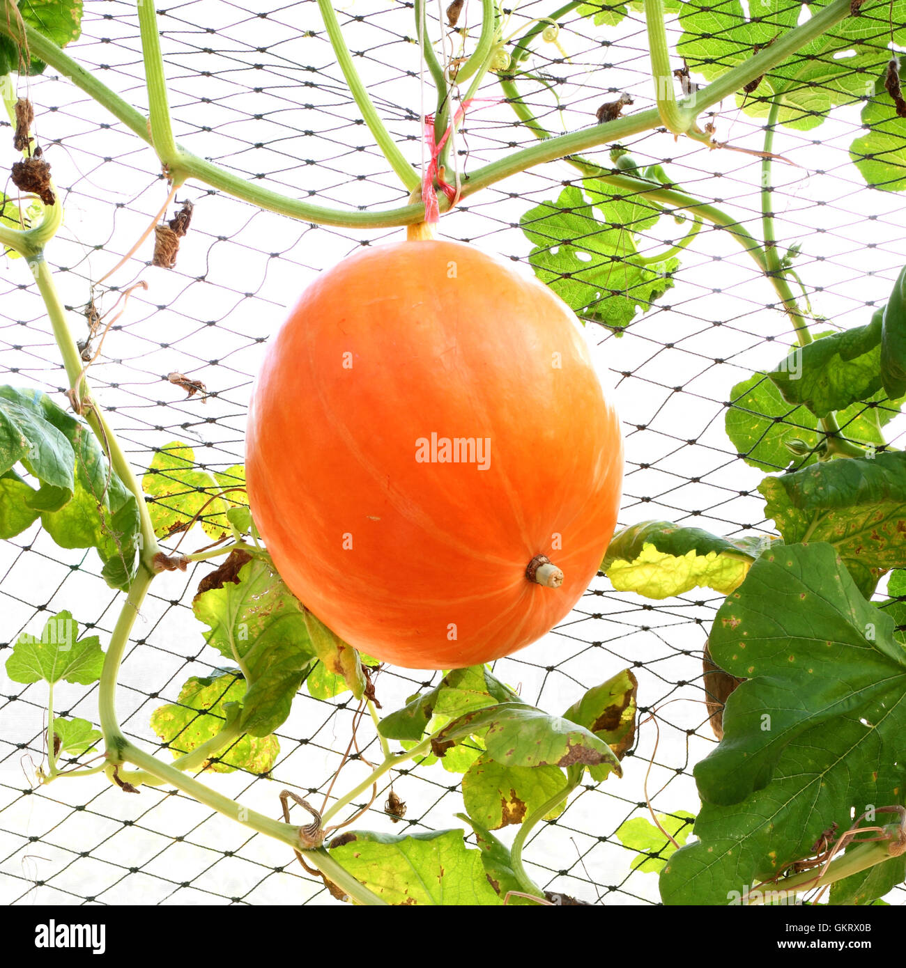 yellow pumpkin hanging Stock Photo - Alamy