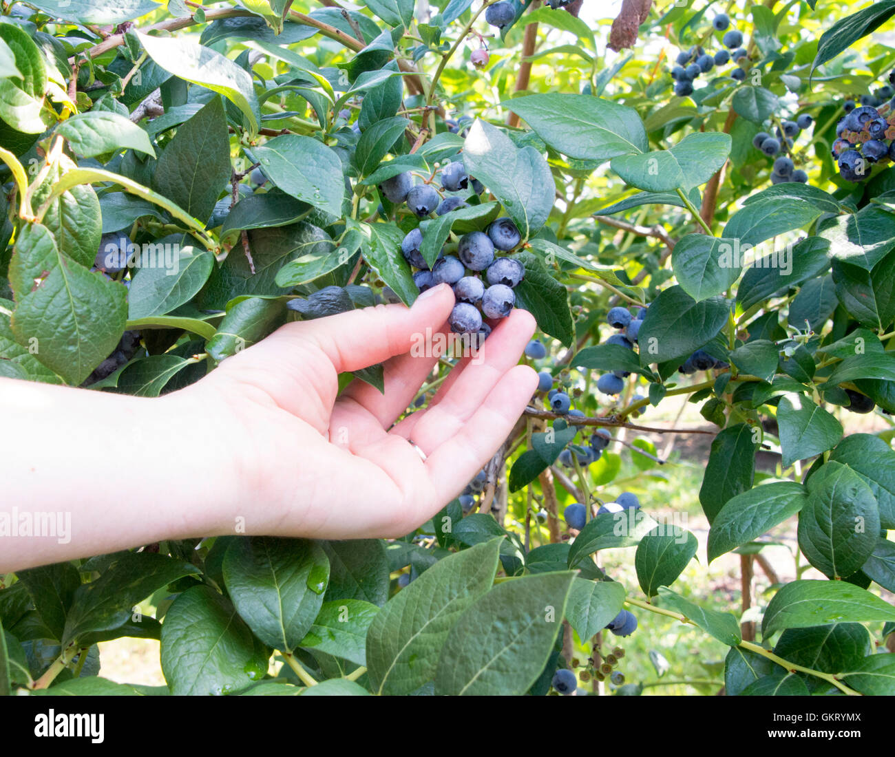 Hand picking berries hi-res stock photography and images - Alamy