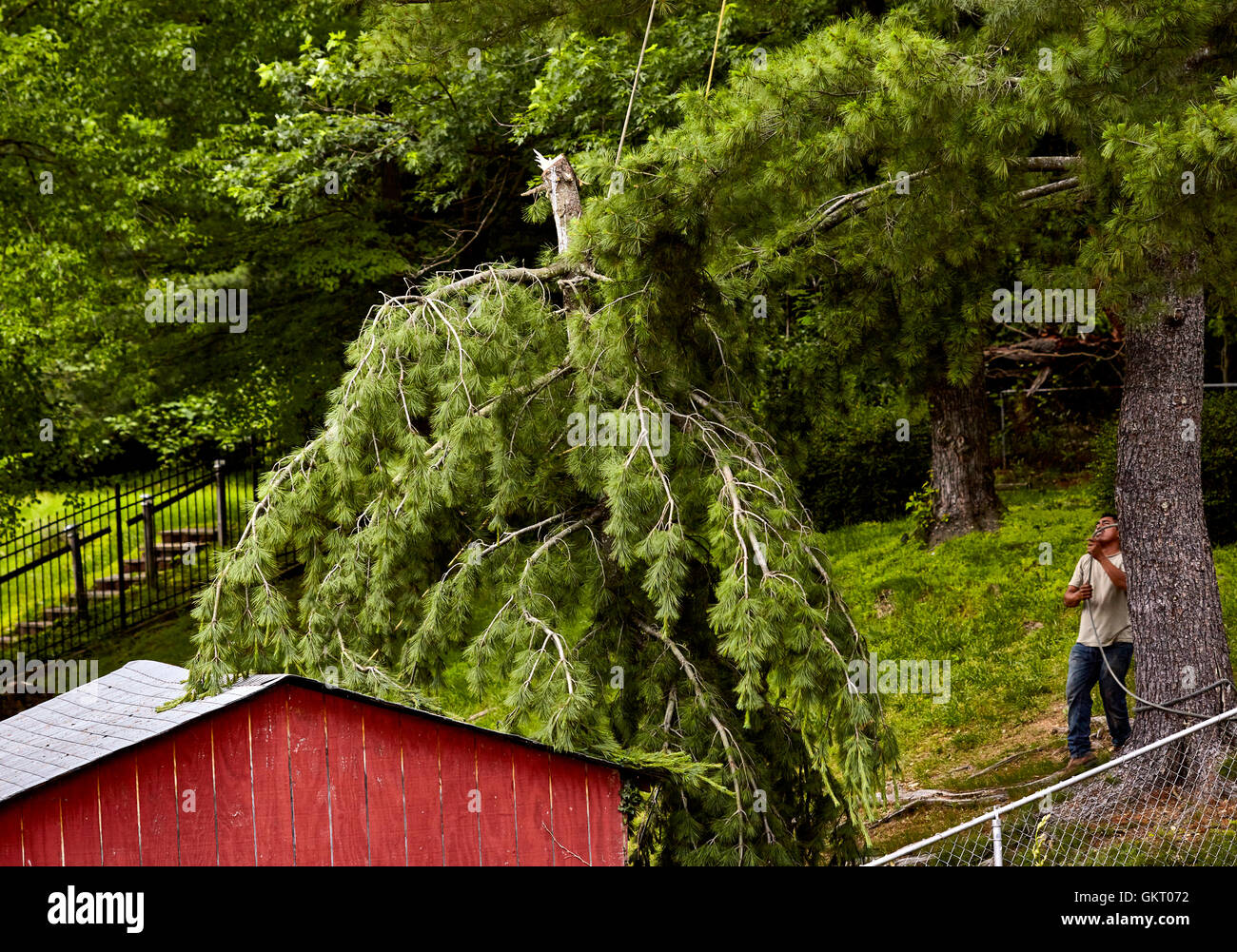 Tree straps hi-res stock photography and images - Alamy