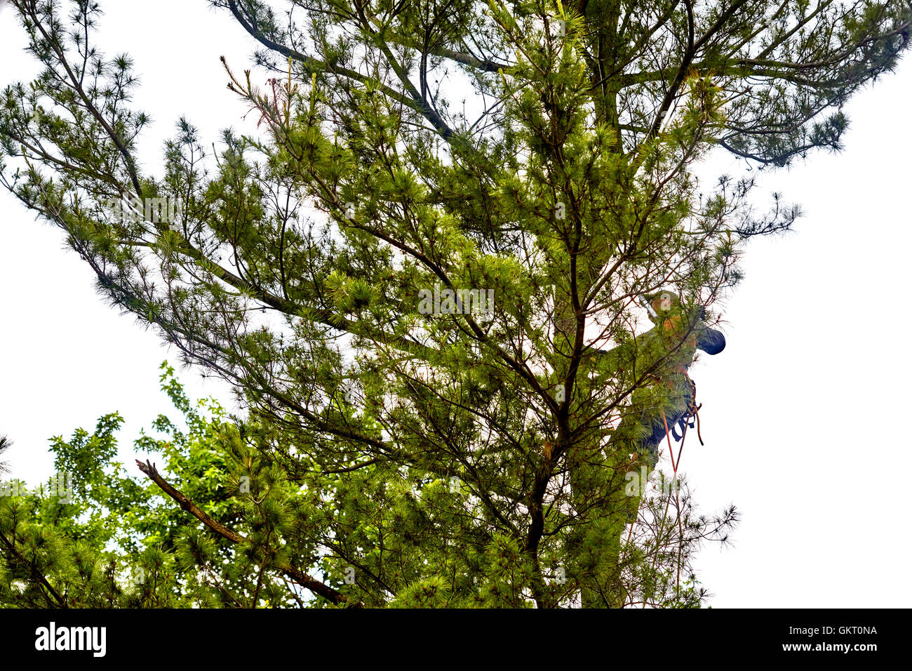 Professional lumberjack cutting tree on hi-res stock photography and ...