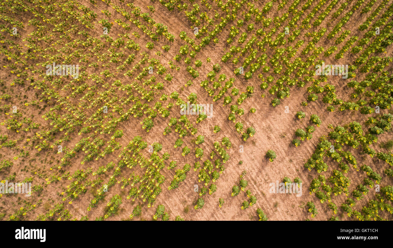 Aerial view of blooming sunflower fields Stock Photo - Alamy