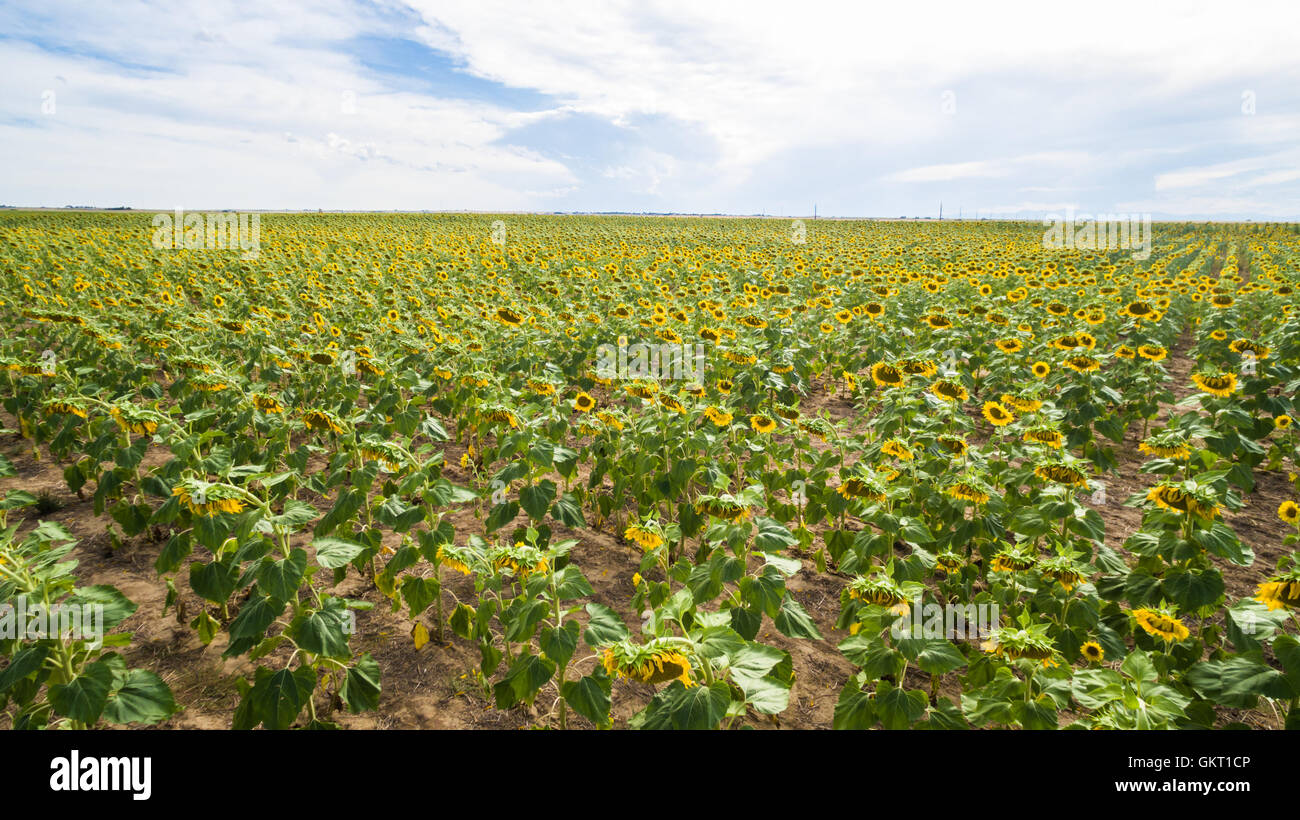Aerial view of blooming sunflower fields Stock Photo - Alamy