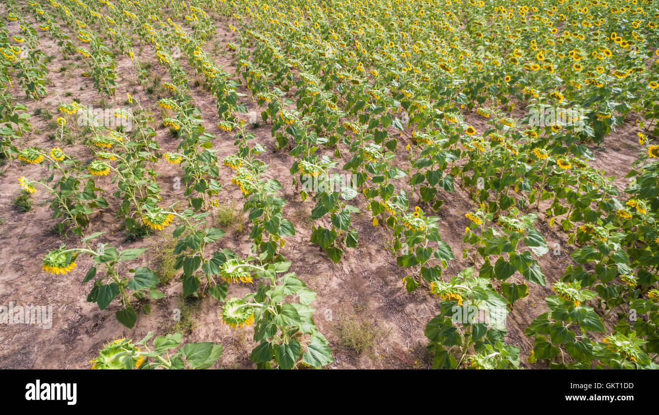 Aerial view of blooming sunflower fields Stock Photo - Alamy