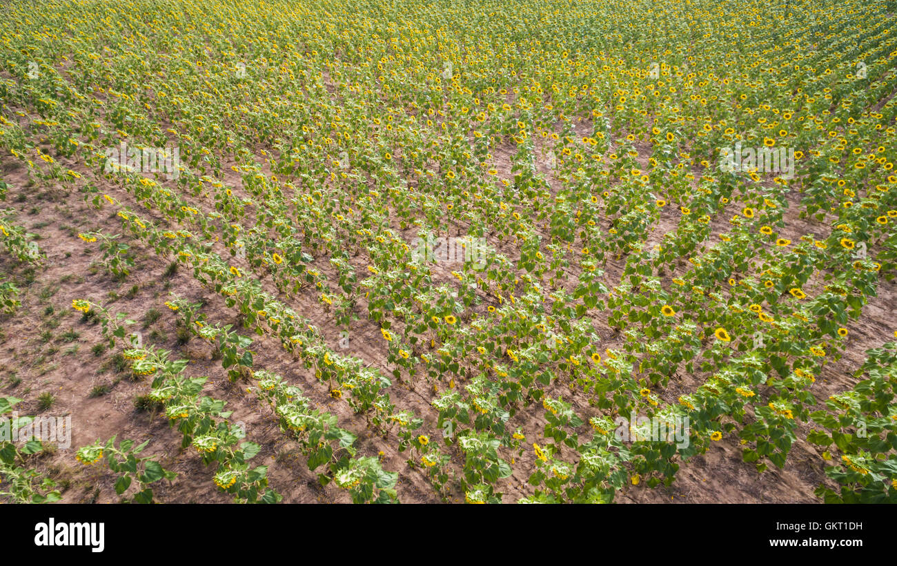 Aerial view of blooming sunflower fields Stock Photo - Alamy