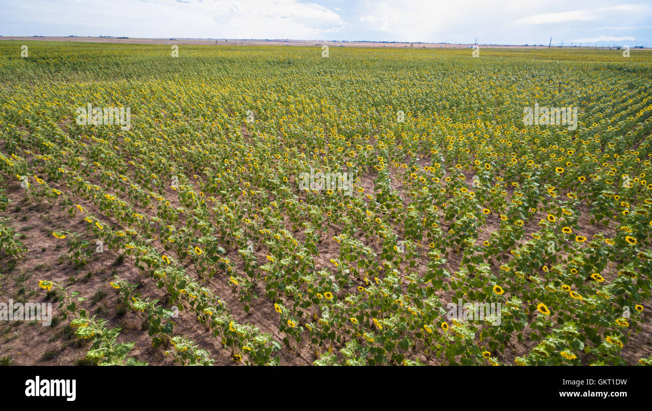 Aerial view of blooming sunflower fields Stock Photo - Alamy