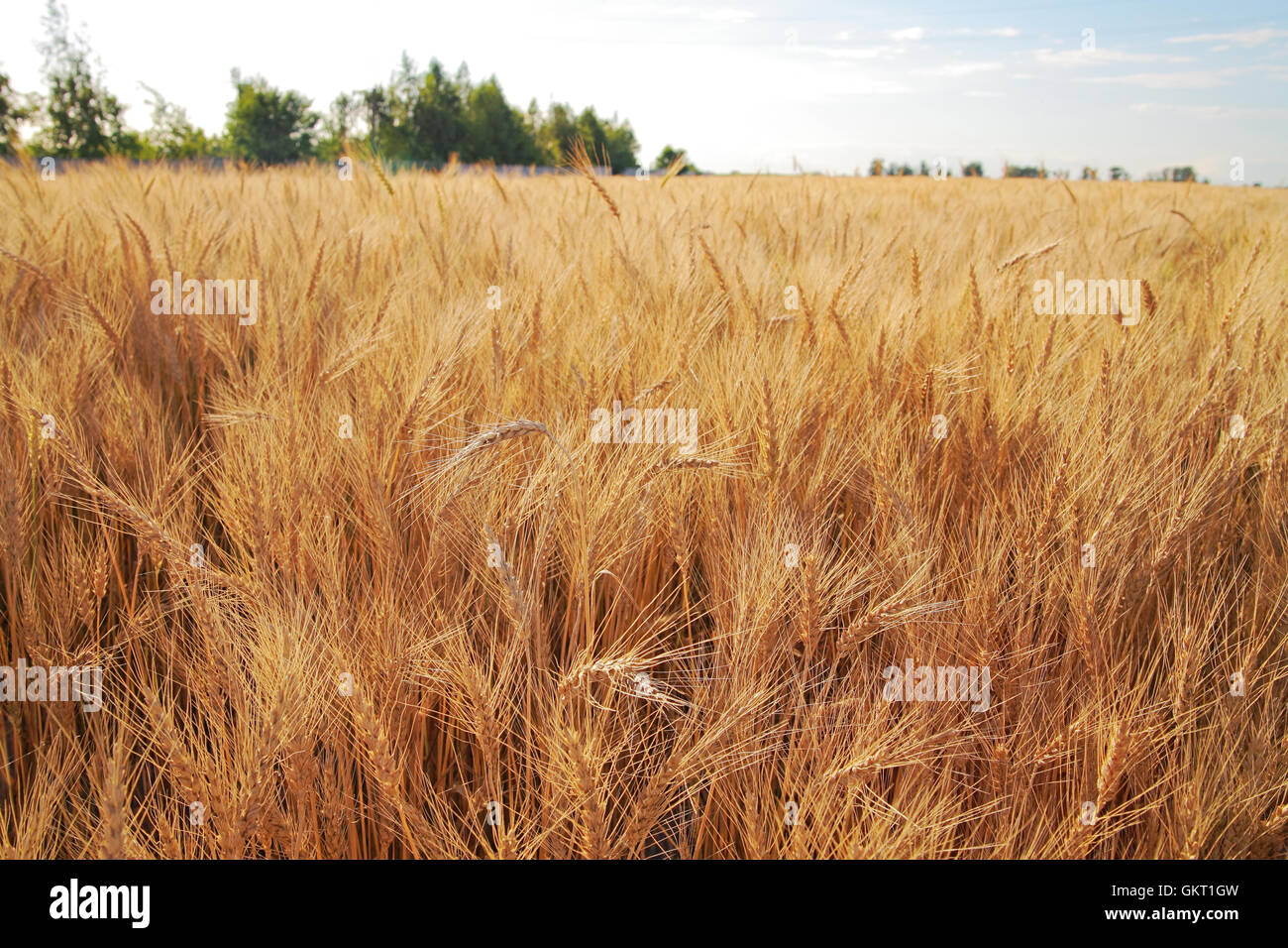 Barley field. Field of ripe barley close-up Stock Photo - Alamy