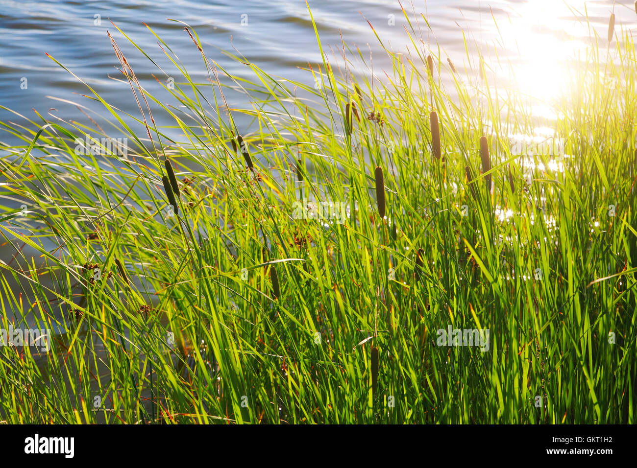 Reeds on the background of the pond close-up Stock Photo - Alamy