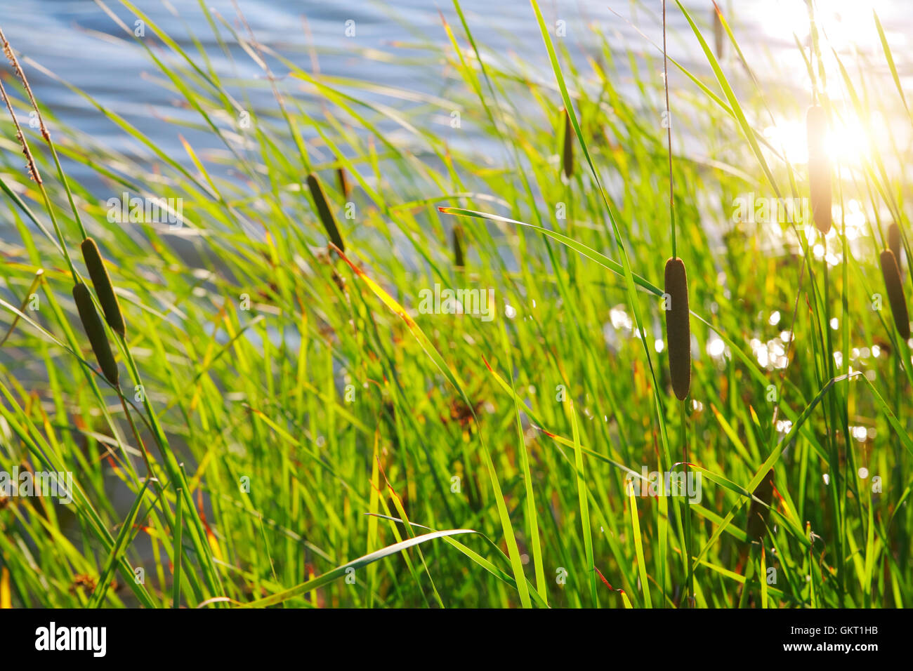 Reeds on the background of the pond close-up Stock Photo - Alamy
