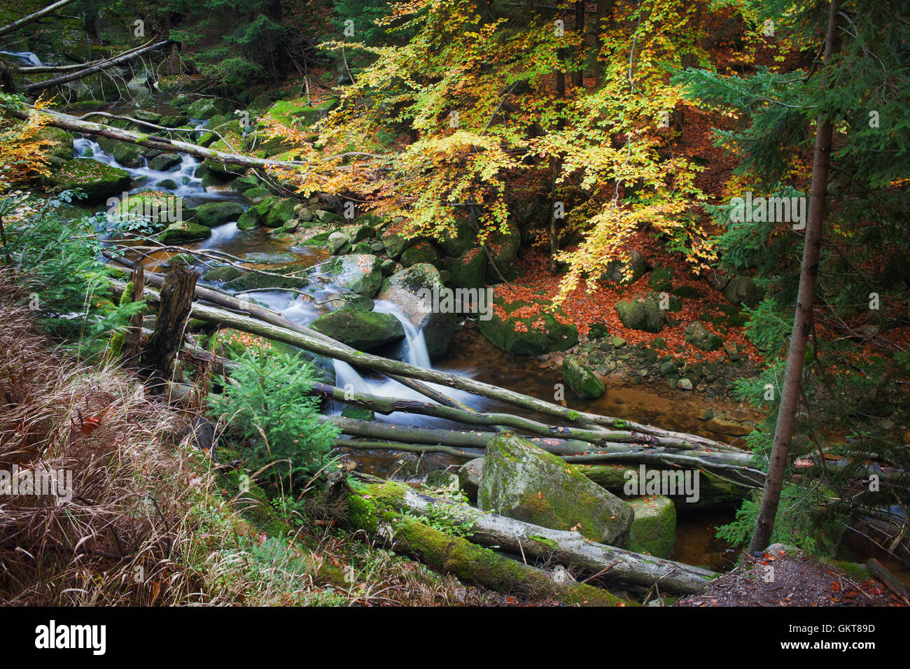Fallen trees hi-res stock photography and images - Alamy