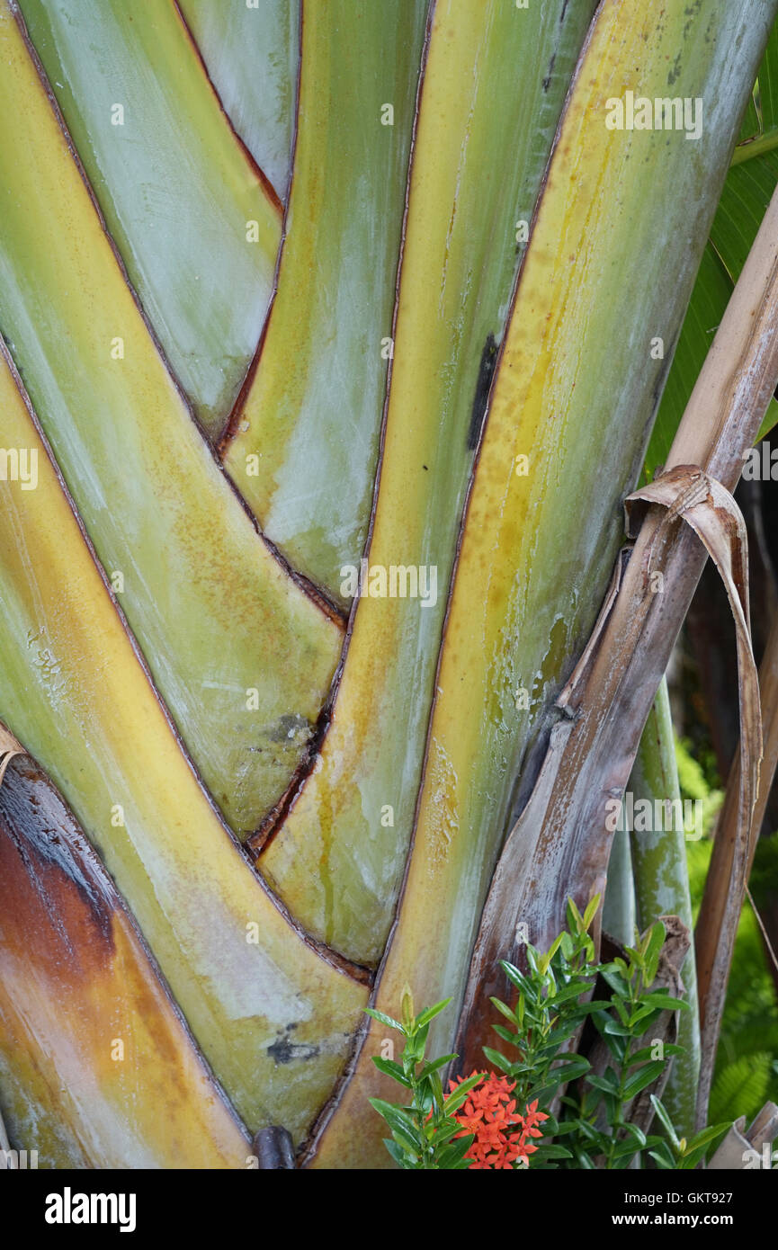 The overlapping leaves of a palm tree in Barbados Stock Photo - Alamy