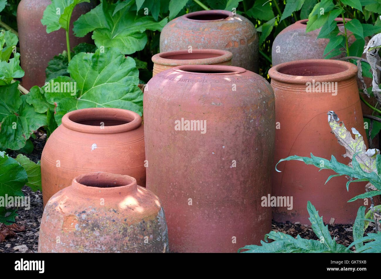 selection of terracotta rhubarb forcers in garden Stock Photo - Alamy