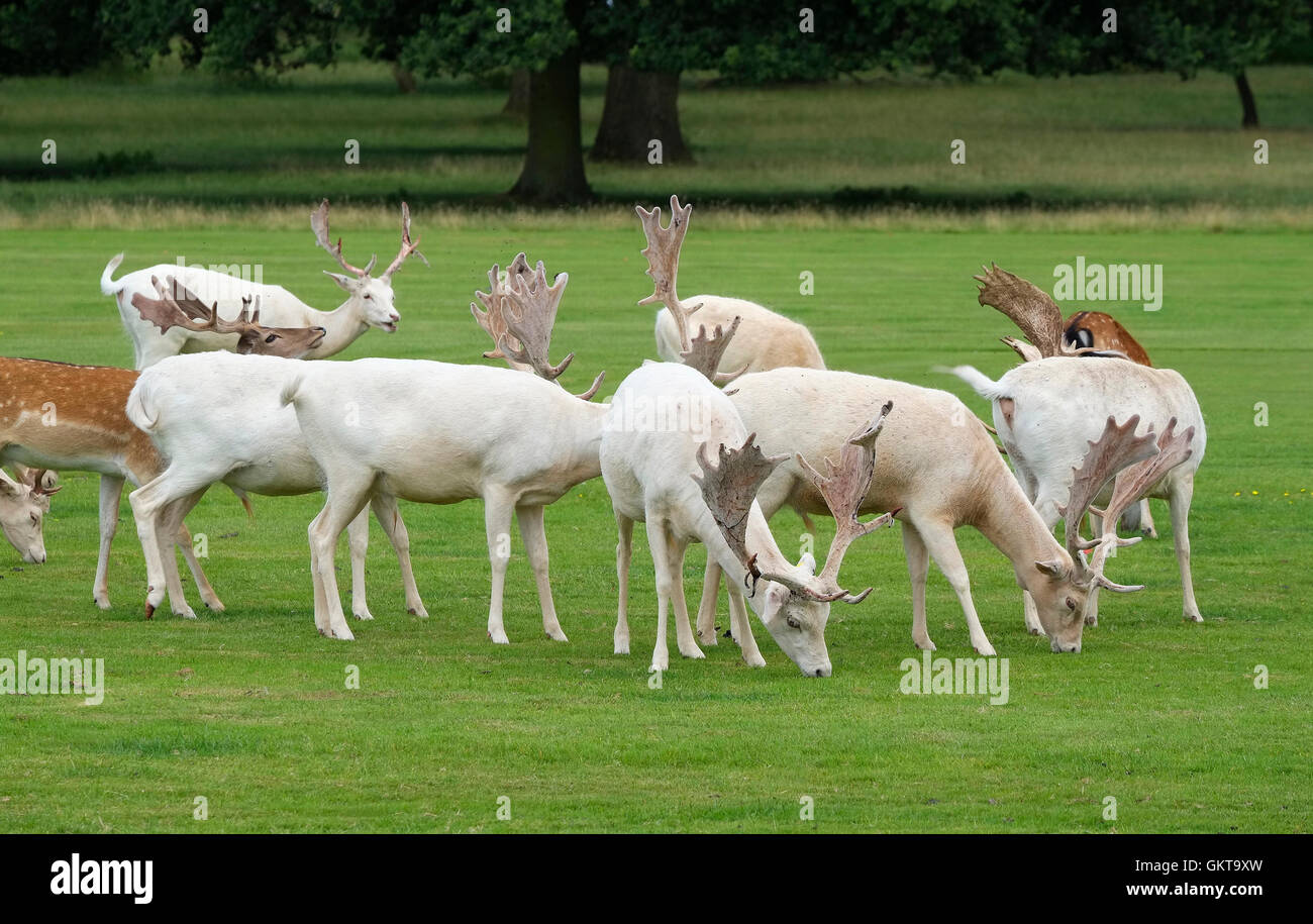 white fallow deer in estate grounds at houghton hall, norfolk, england ...