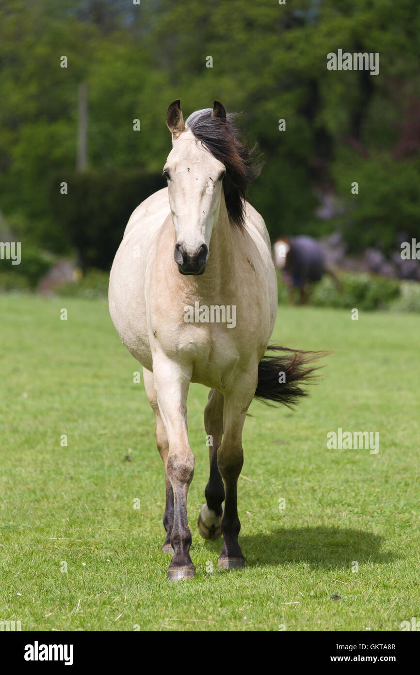 Horse coming straight at camera. Norfolk England UK Stock Photo - Alamy
