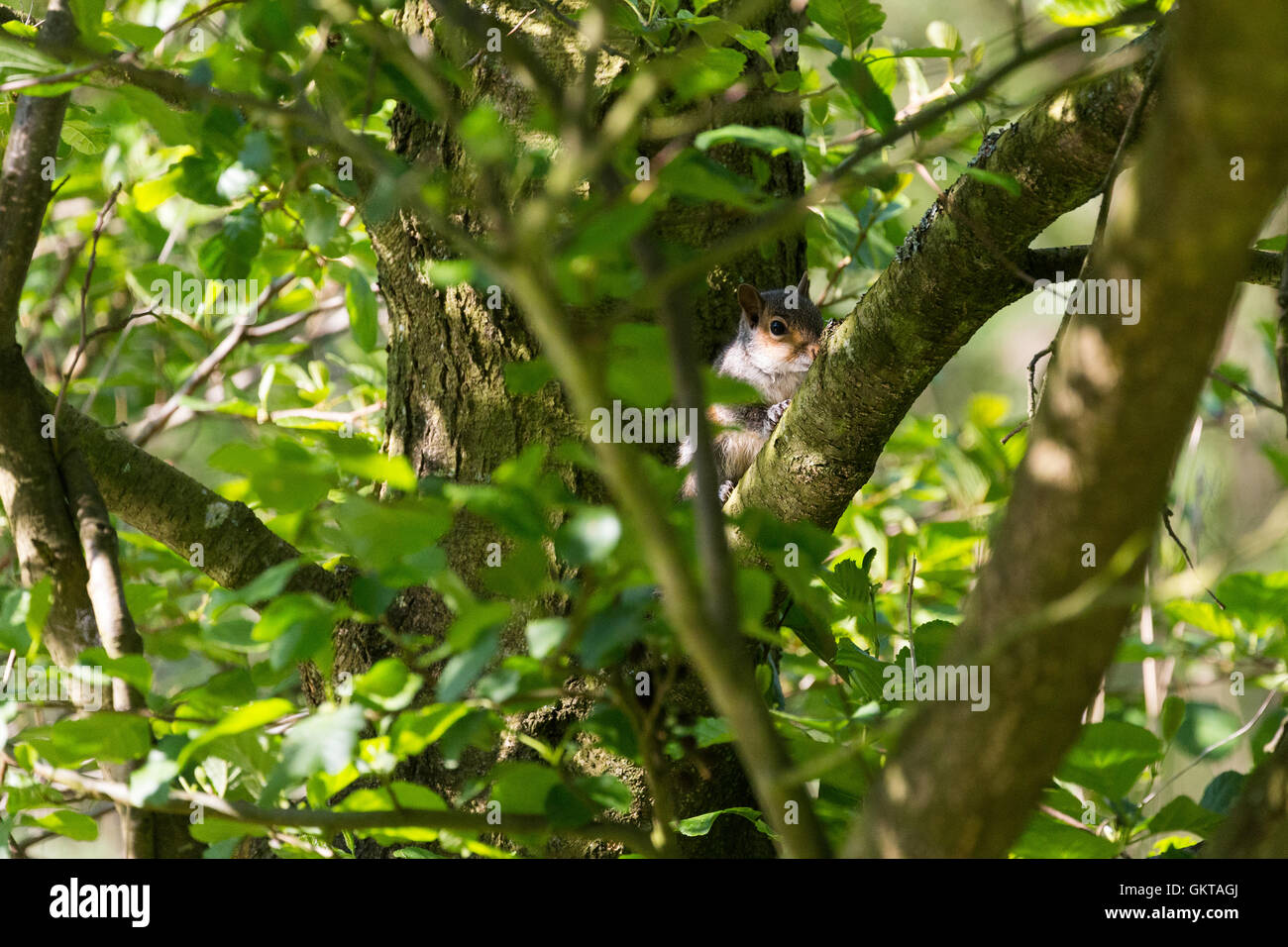 Young grey squirrel hiding in trees. Norfolk Broads, ENgland UK Stock ...