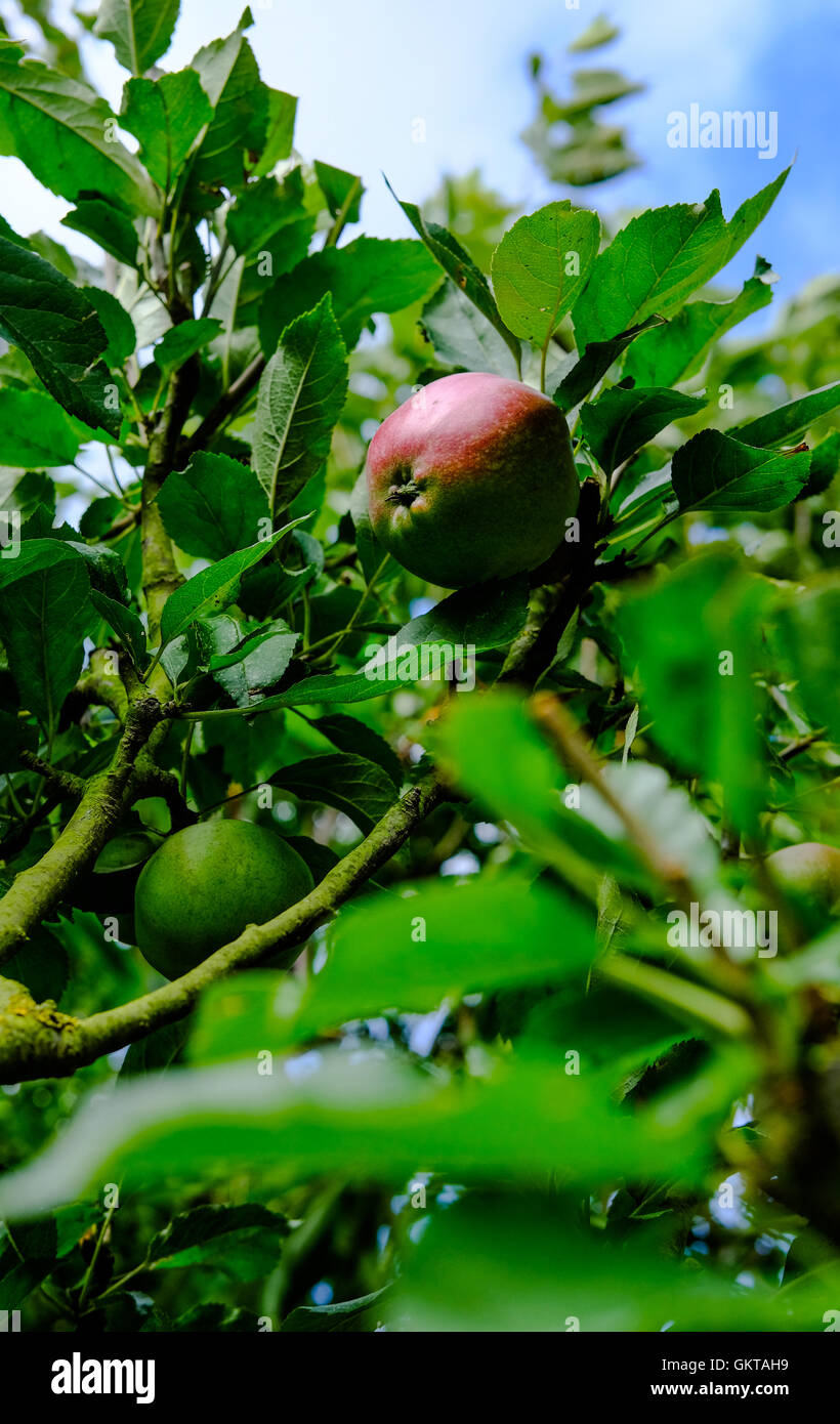 Ripe cider apples as seen in an English orchard in late summer. The ...