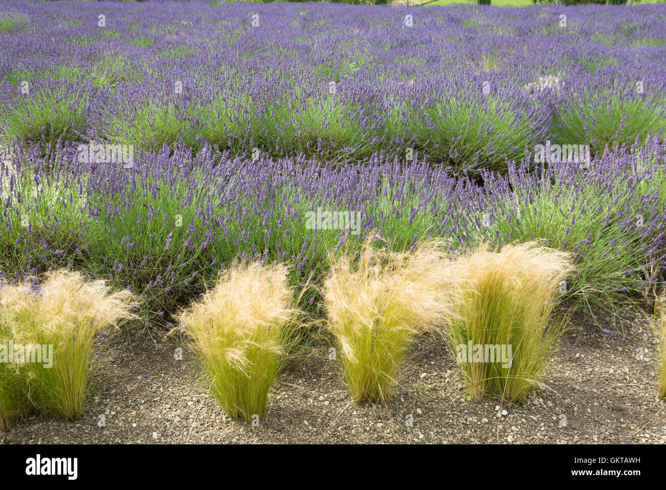 Lavandula intermedia 'Grosso' and stipa tenuissima Stock Photo - Alamy