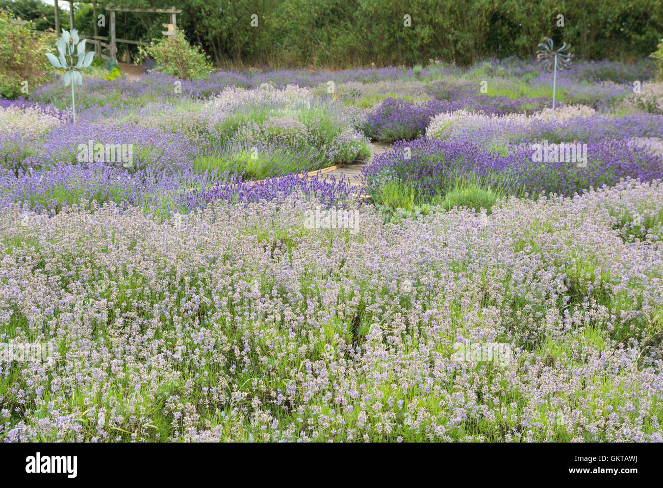 Lavender plants in a garden Stock Photo - Alamy