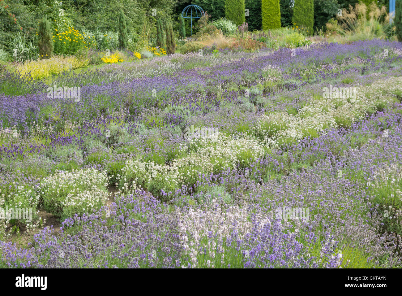 Rows of lavender plants Stock Photo - Alamy