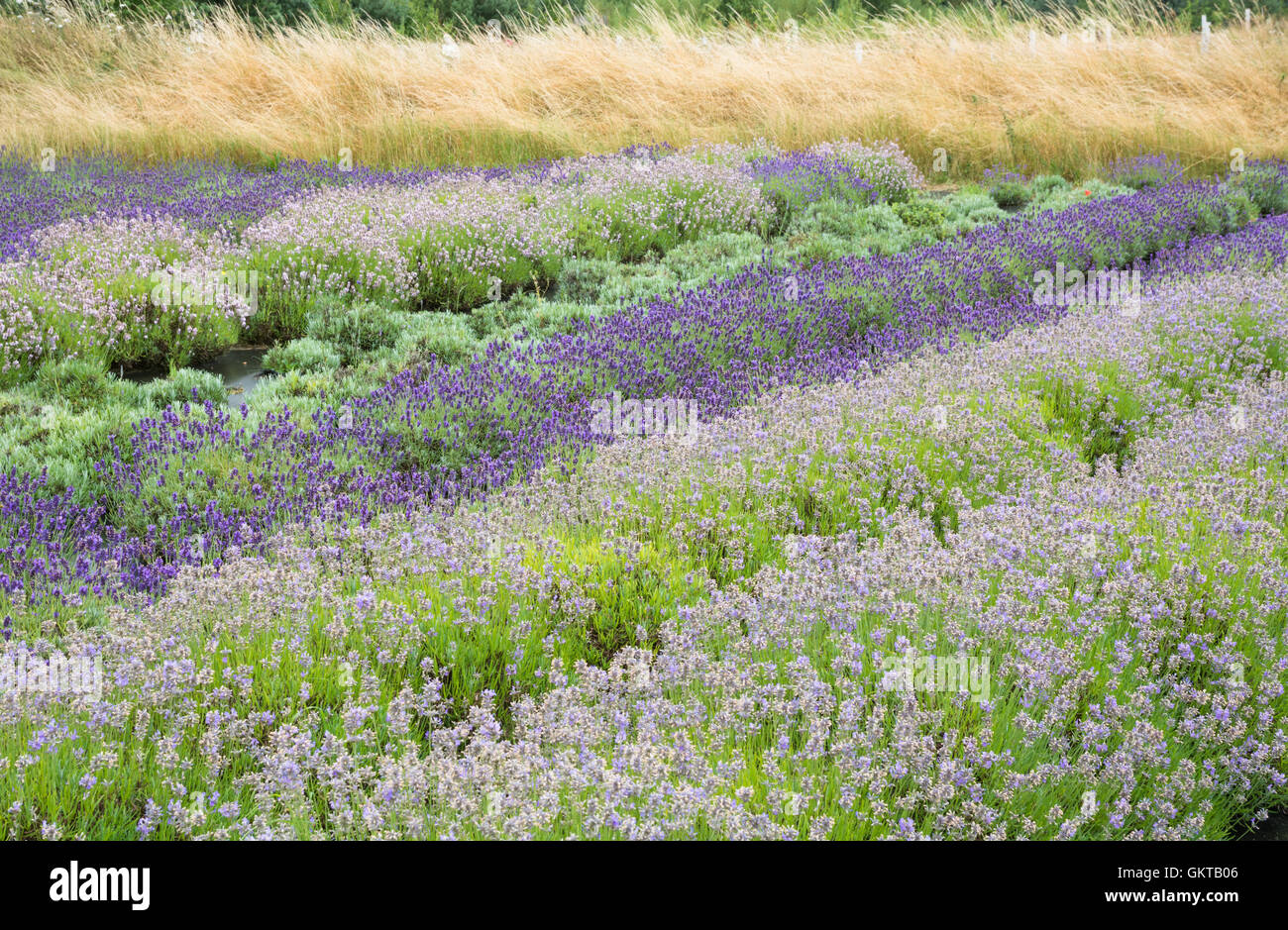 Rows of lavender plants Stock Photo - Alamy