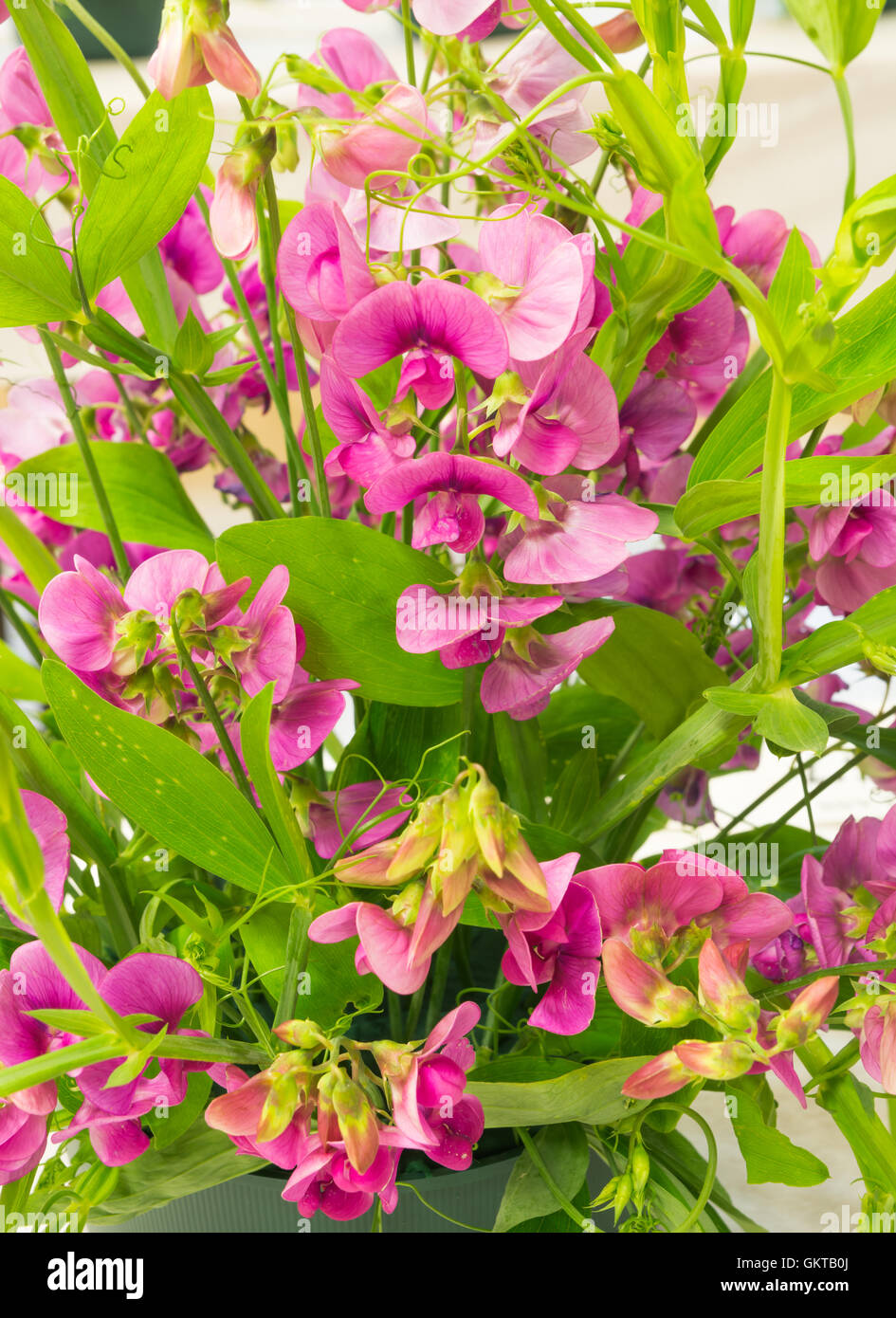 Lathyrus hi-res stock photography and images - Alamy