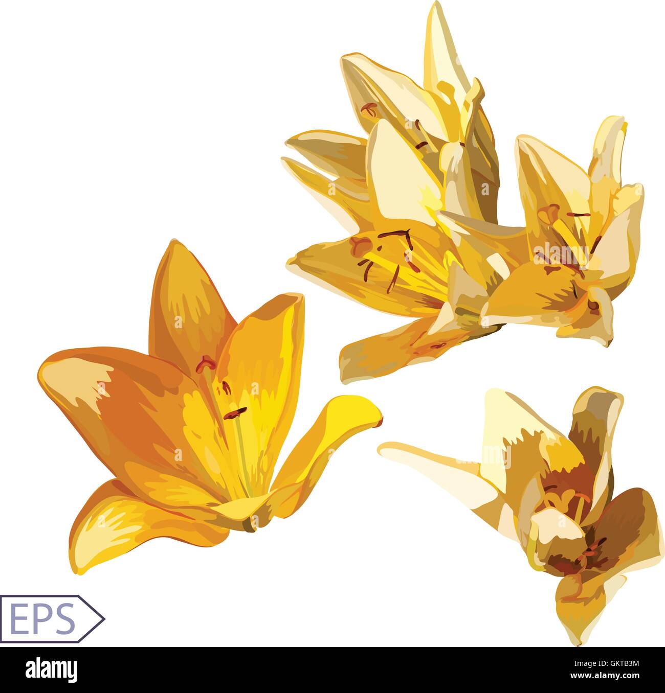 Flower orange lily on Stock Vector Images - Alamy