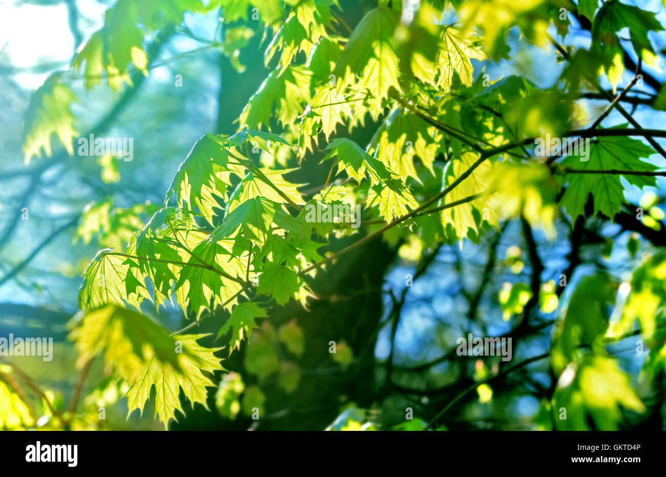 Young maple tree leaves hi-res stock photography and images - Alamy