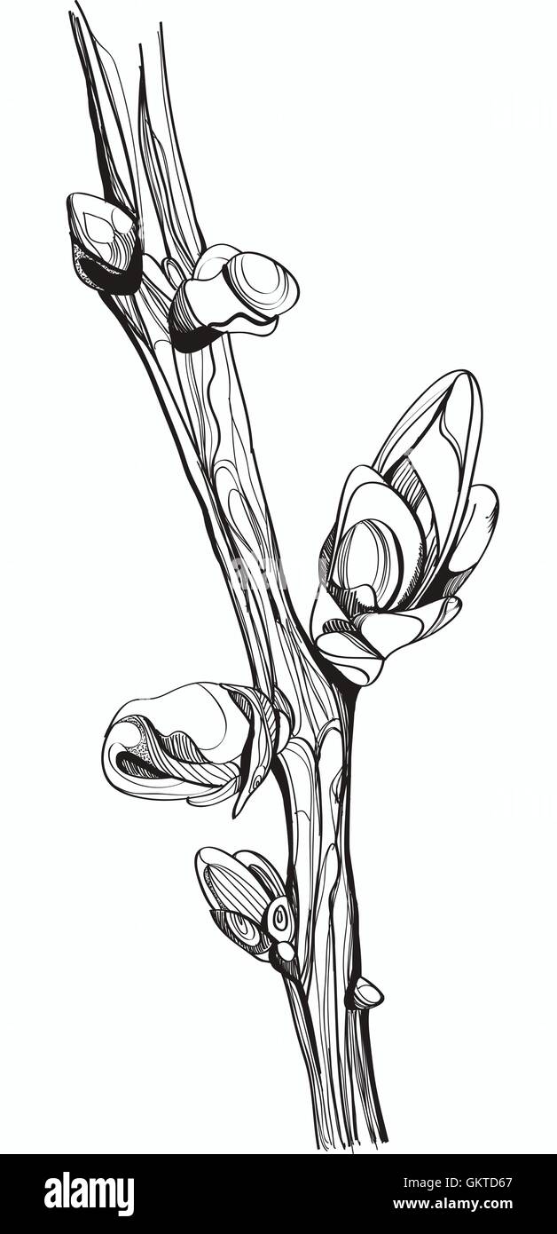 Isolated image tree growing Stock Vector Images - Alamy