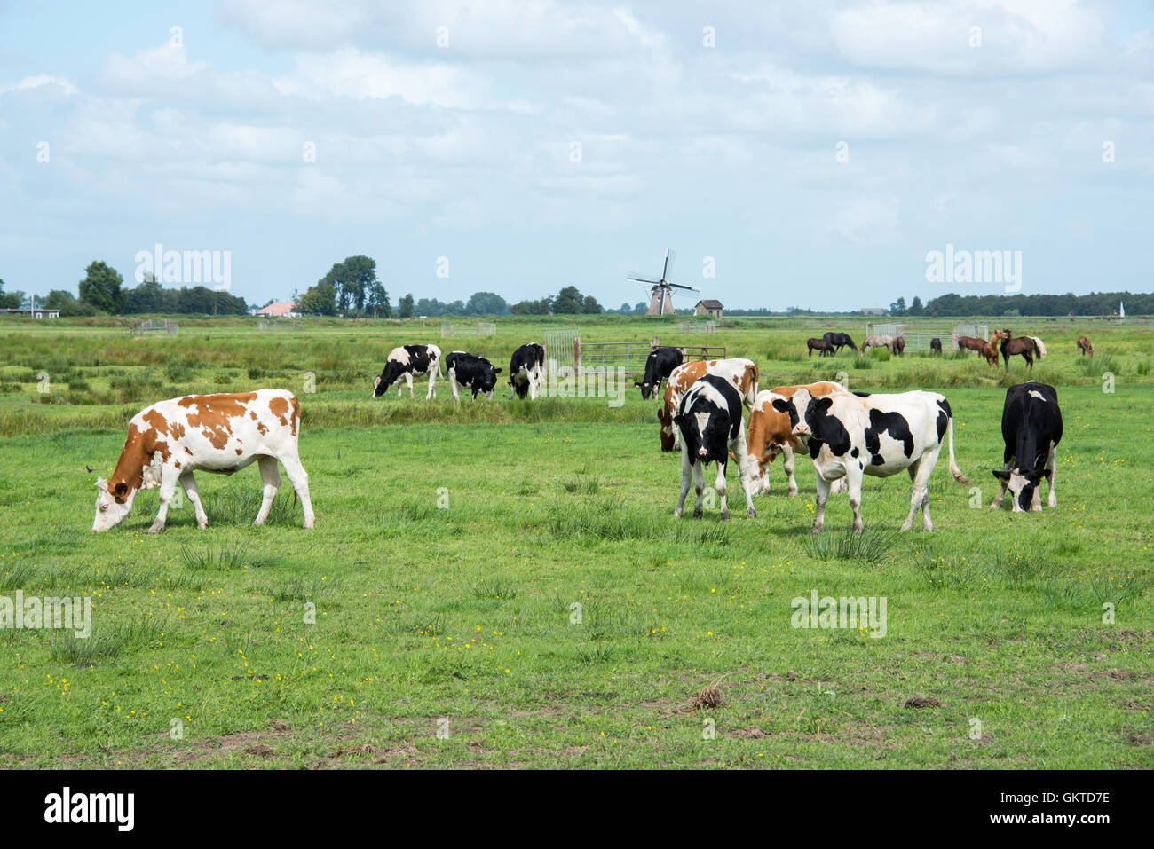 Nature in Friesland, part og Netherlands with black and white and brwon ...