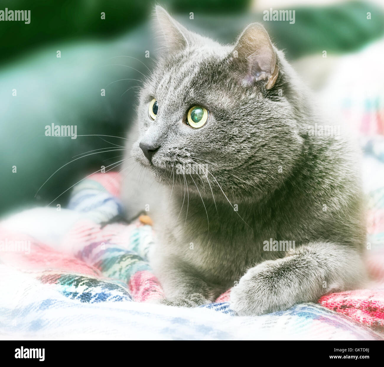 Adult domestic cute cat hi-res stock photography and images - Alamy