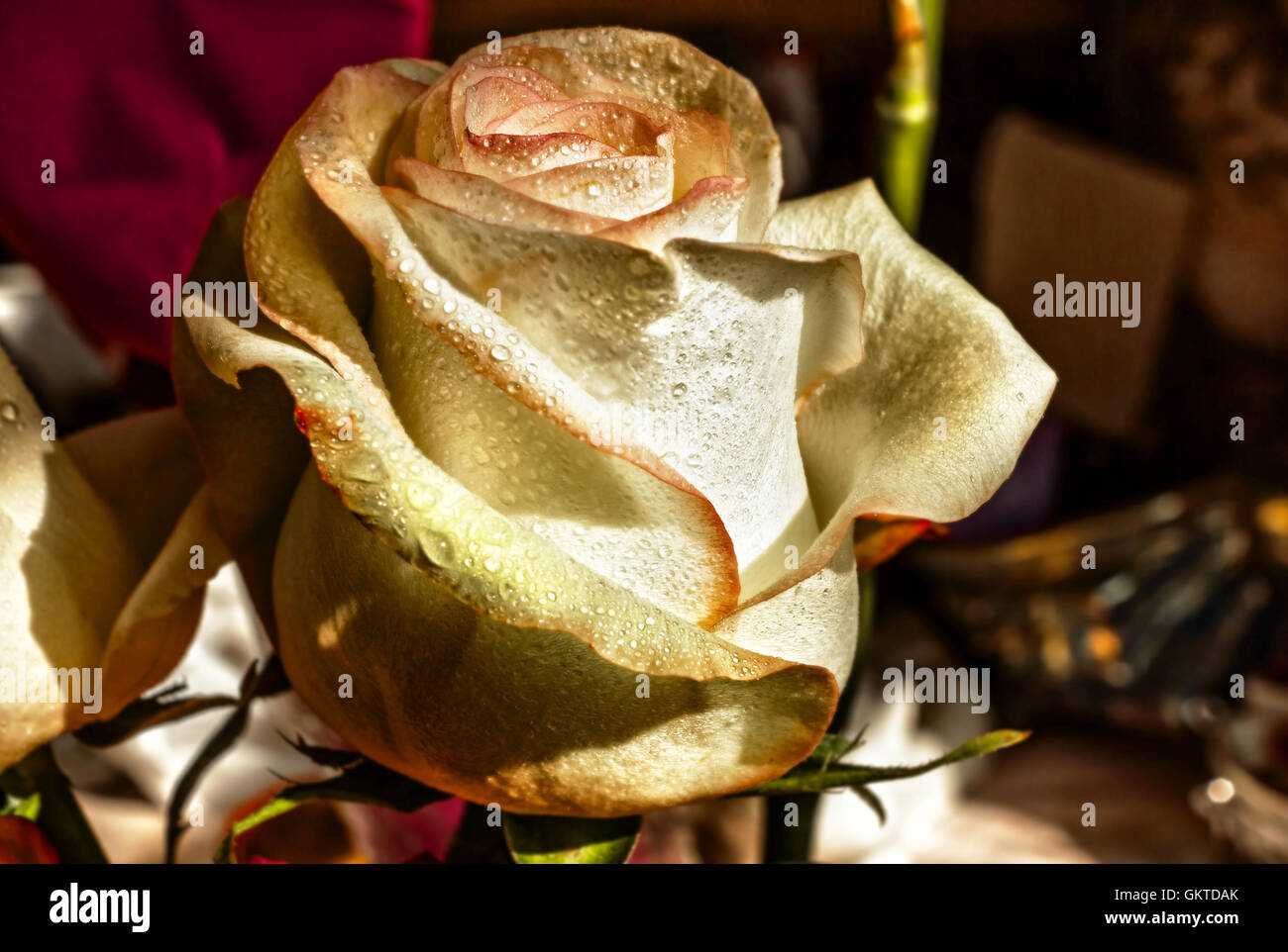 Nice big rose with water drops for present Stock Photo - Alamy