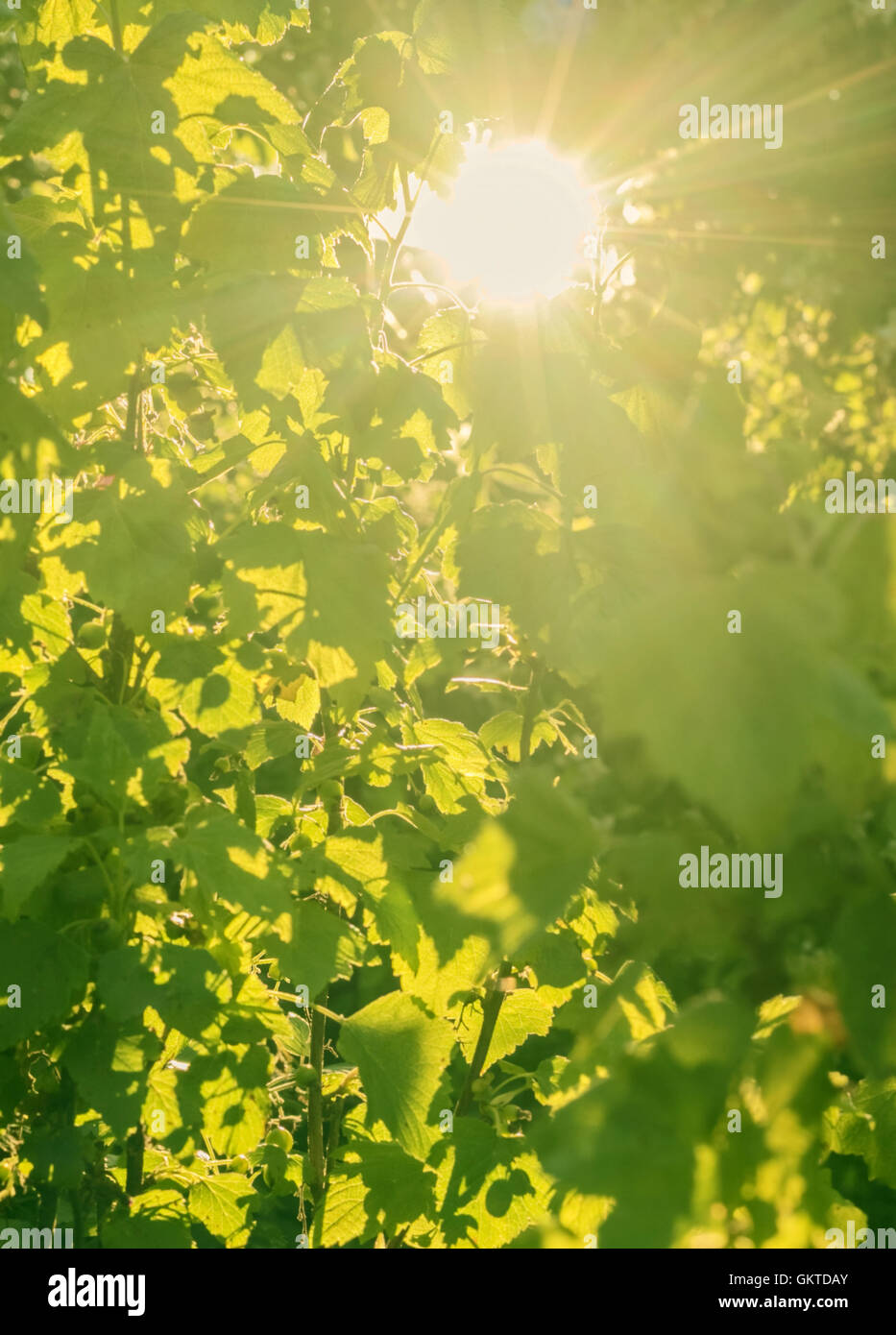 Happy sun through leaves at summer day Stock Photo - Alamy