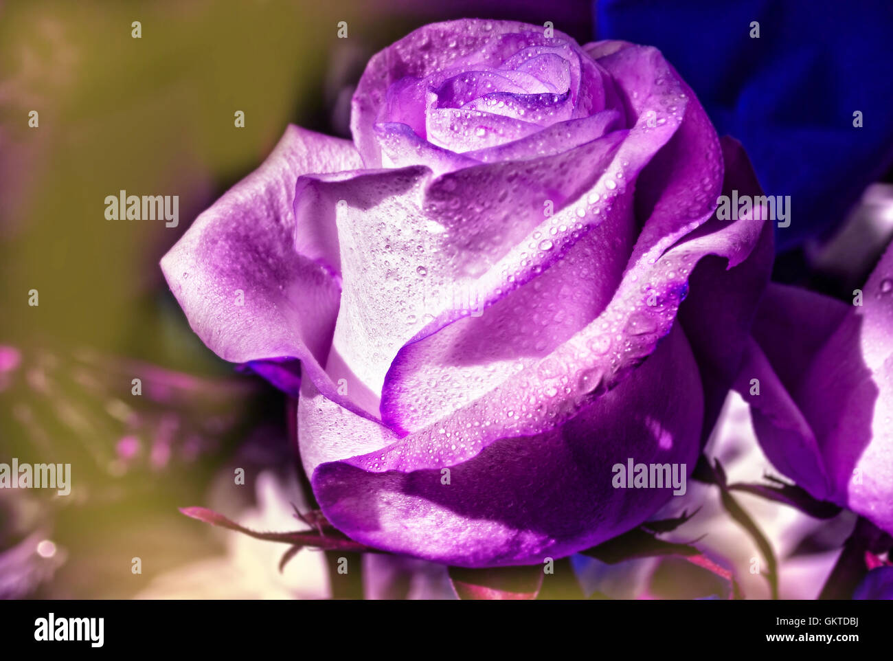 Nice big lilla rose with water drops for present Stock Photo - Alamy