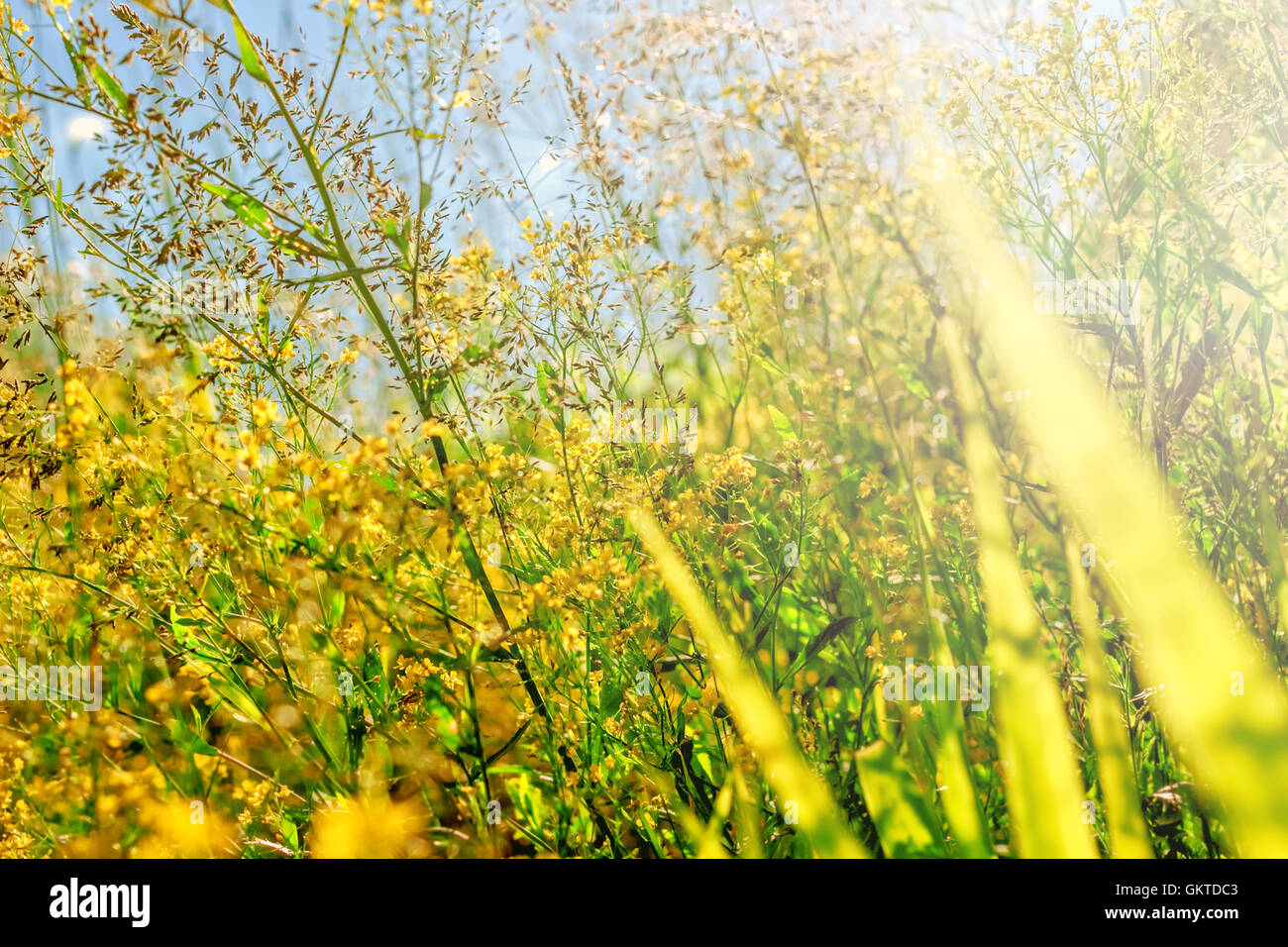 Beauty summer grass in sunshine happy mood Stock Photo - Alamy