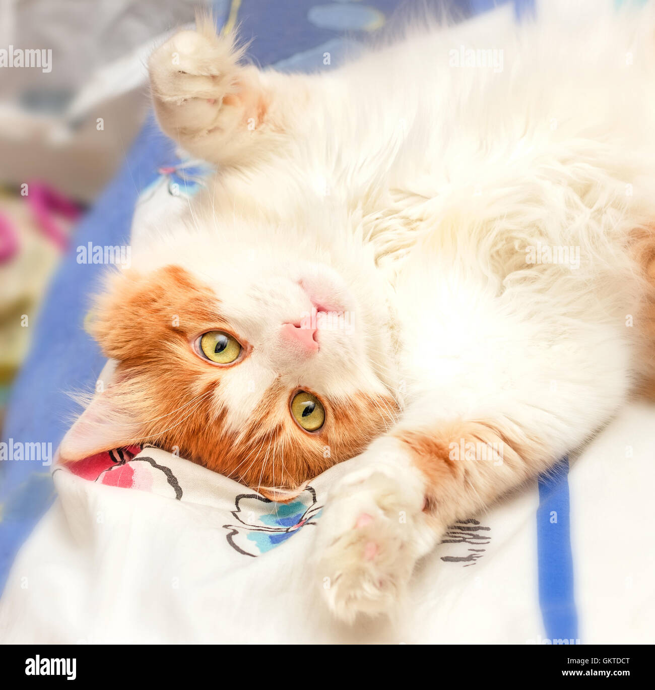 Playful adult cat hi-res stock photography and images - Alamy