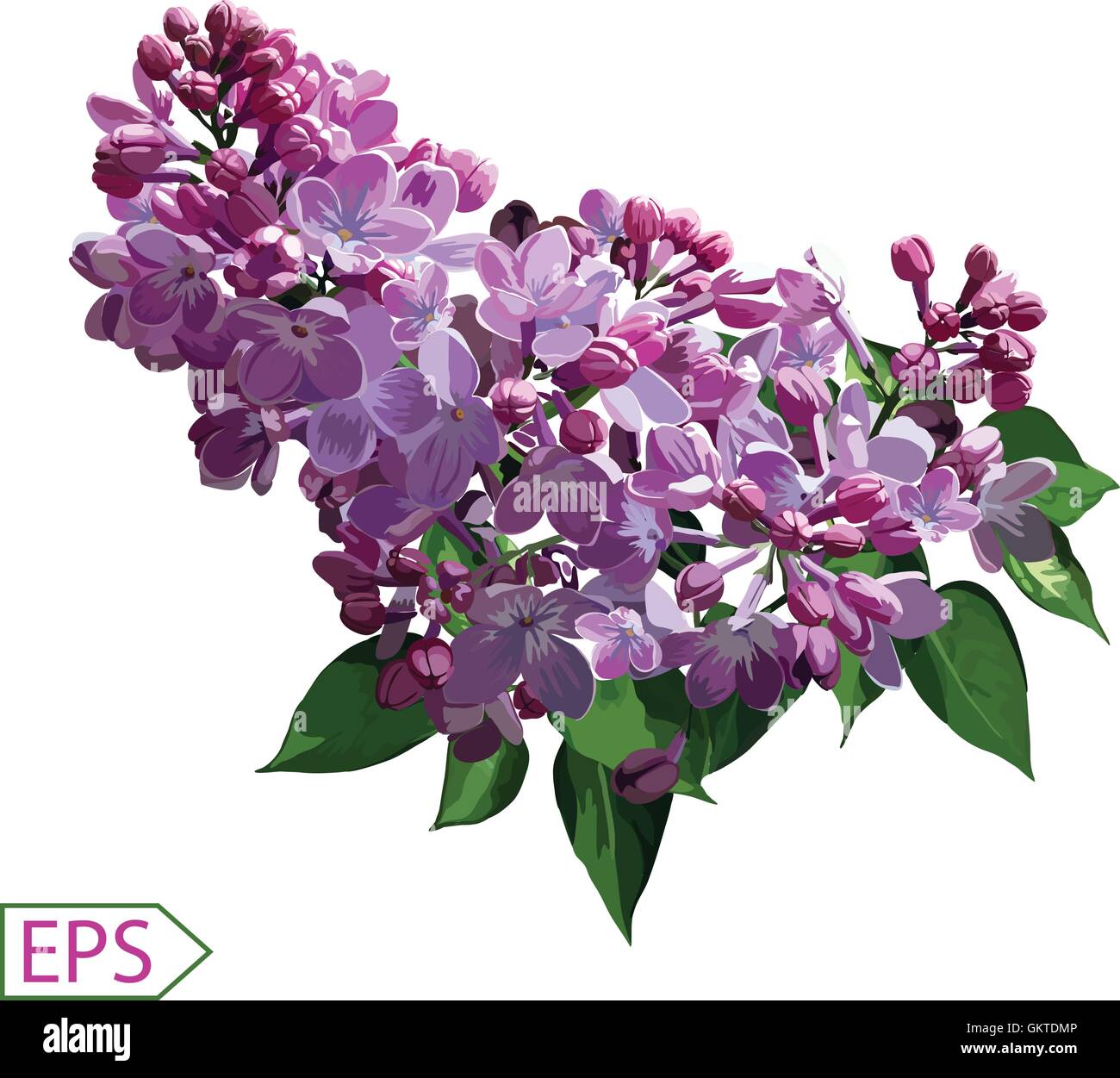 Lilac Tree Drawing