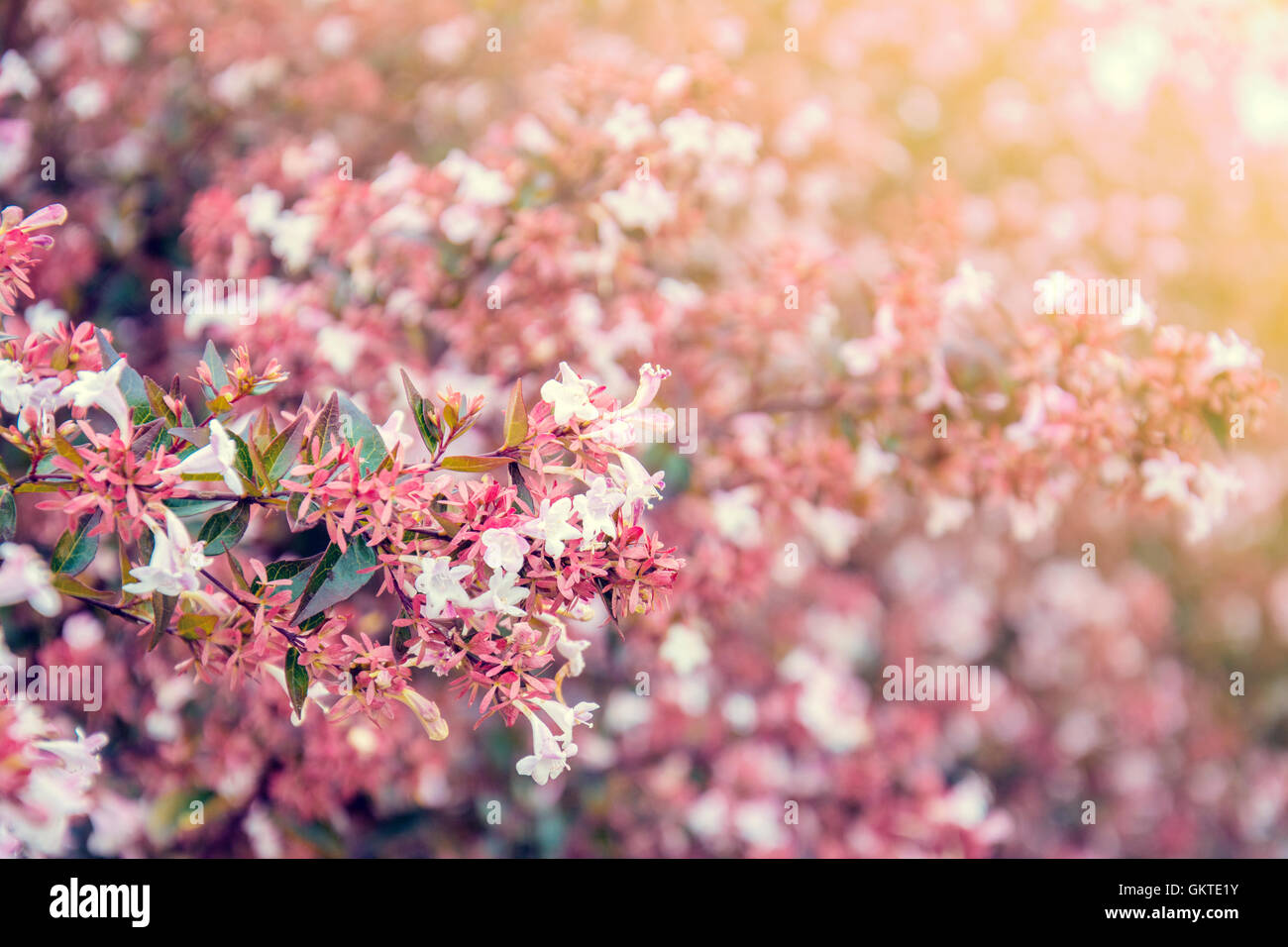 flower background. beautiful flowers made with color filters Stock ...
