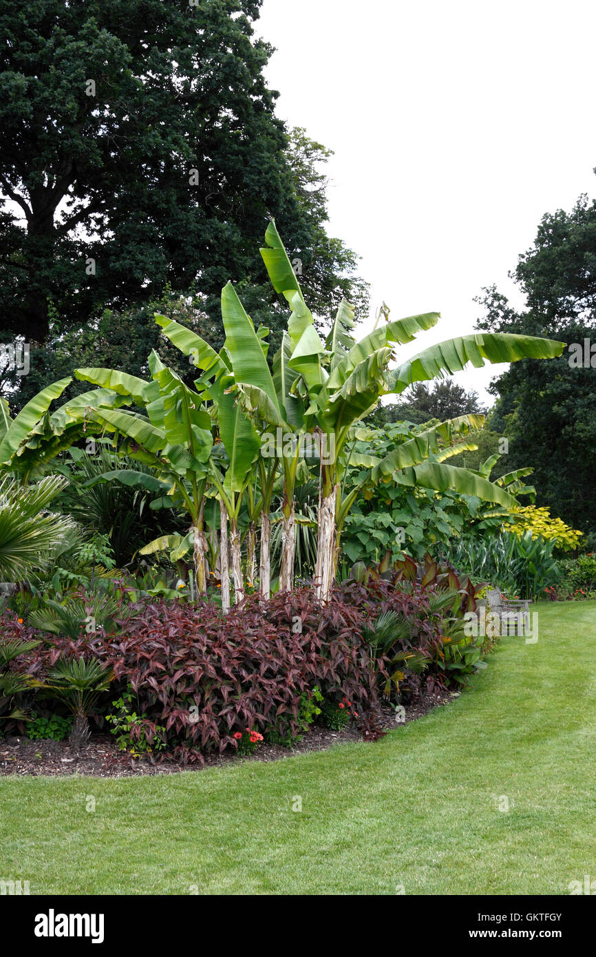 MUSA SAPIENTUM IN A SUB-TROPICAL BORDER AT RHS WISLEY. UK Stock Photo ...