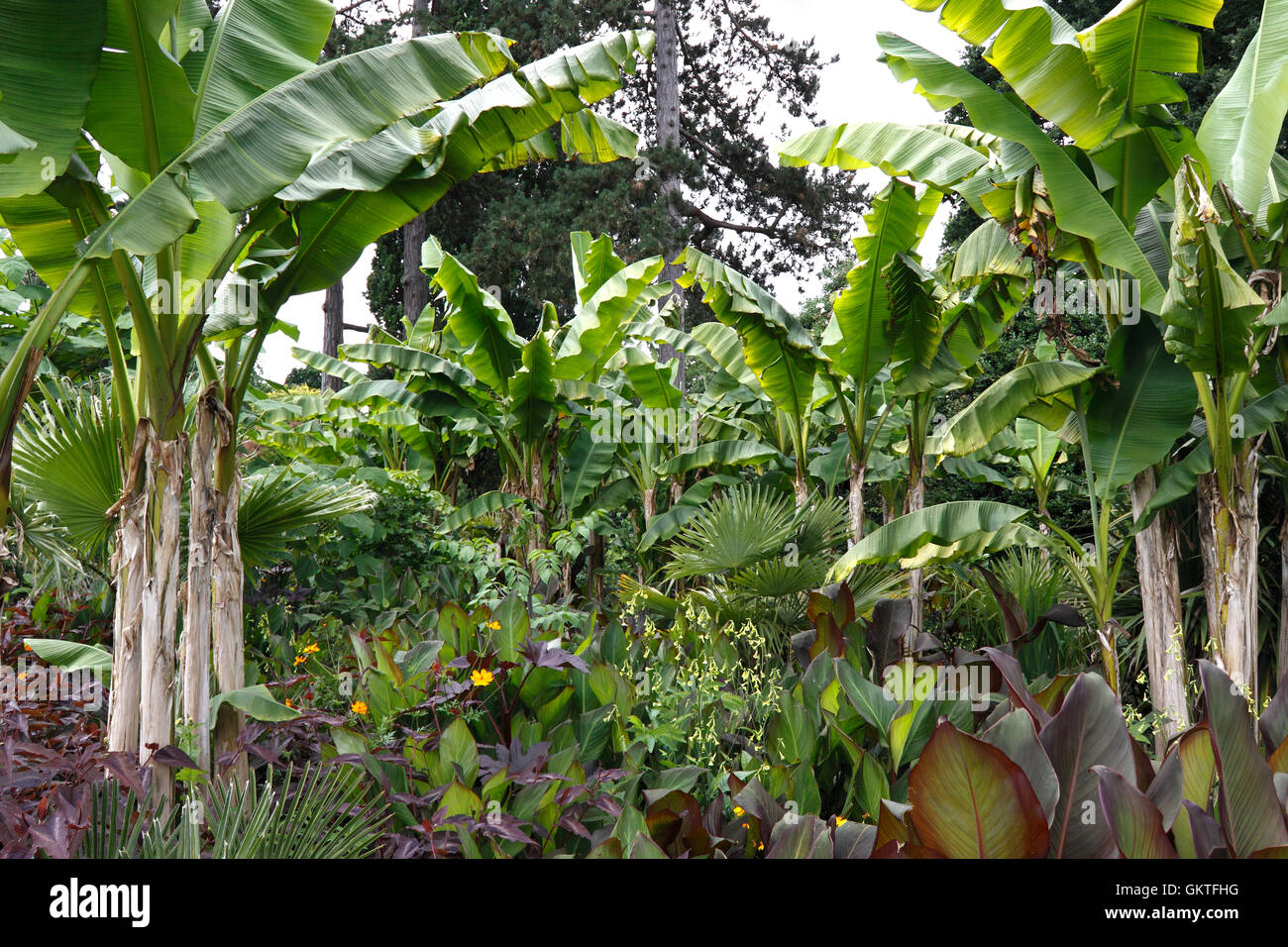 Musa sapientum hi-res stock photography and images - Alamy