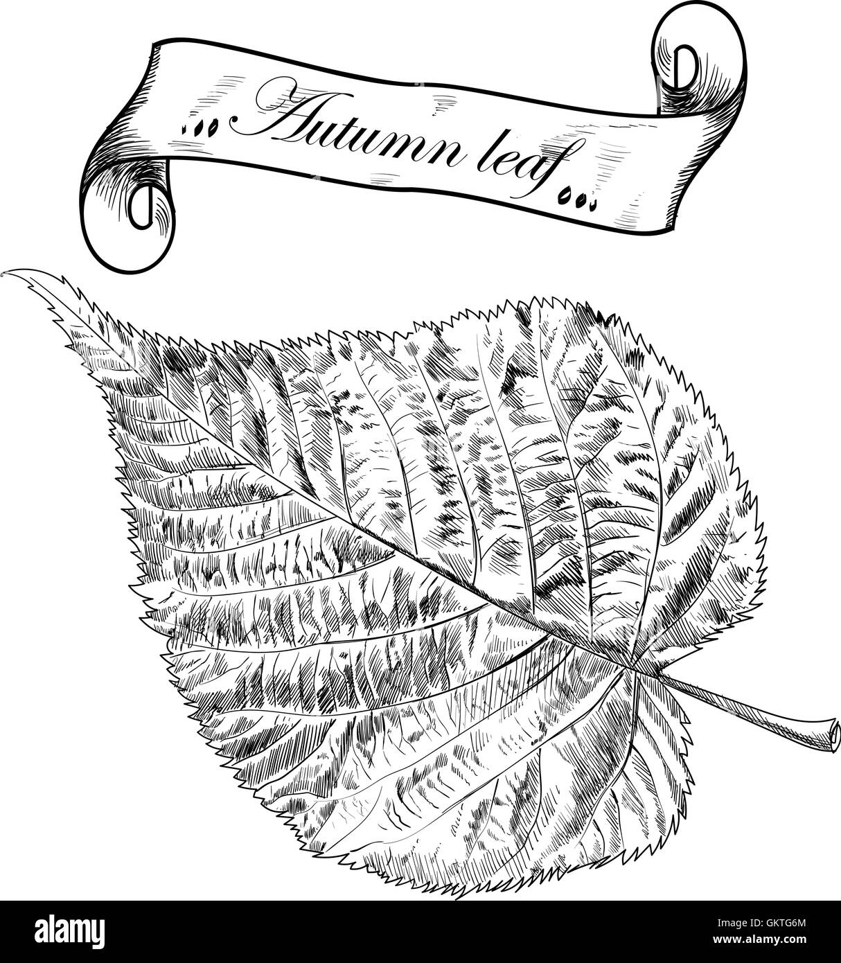 Autumn highly detailed hand drawn leaf. Vector Stock Vector Image & Art ...