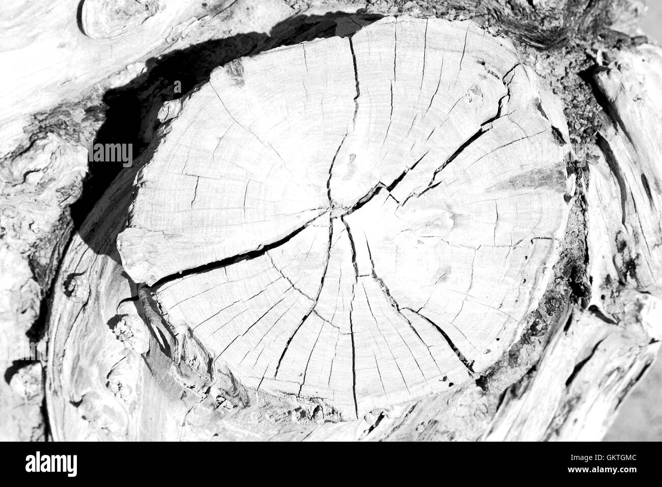 abstract texture of a aged cracked tree trunk and background Stock ...