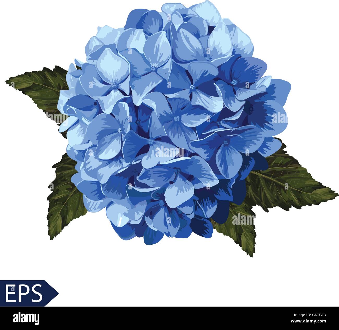 Blue hydrangea Stock Vector Images - Alamy