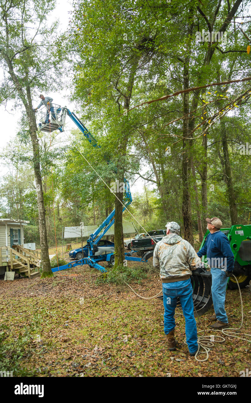 Tree removal service using a bucket truck to take out trees in North ...